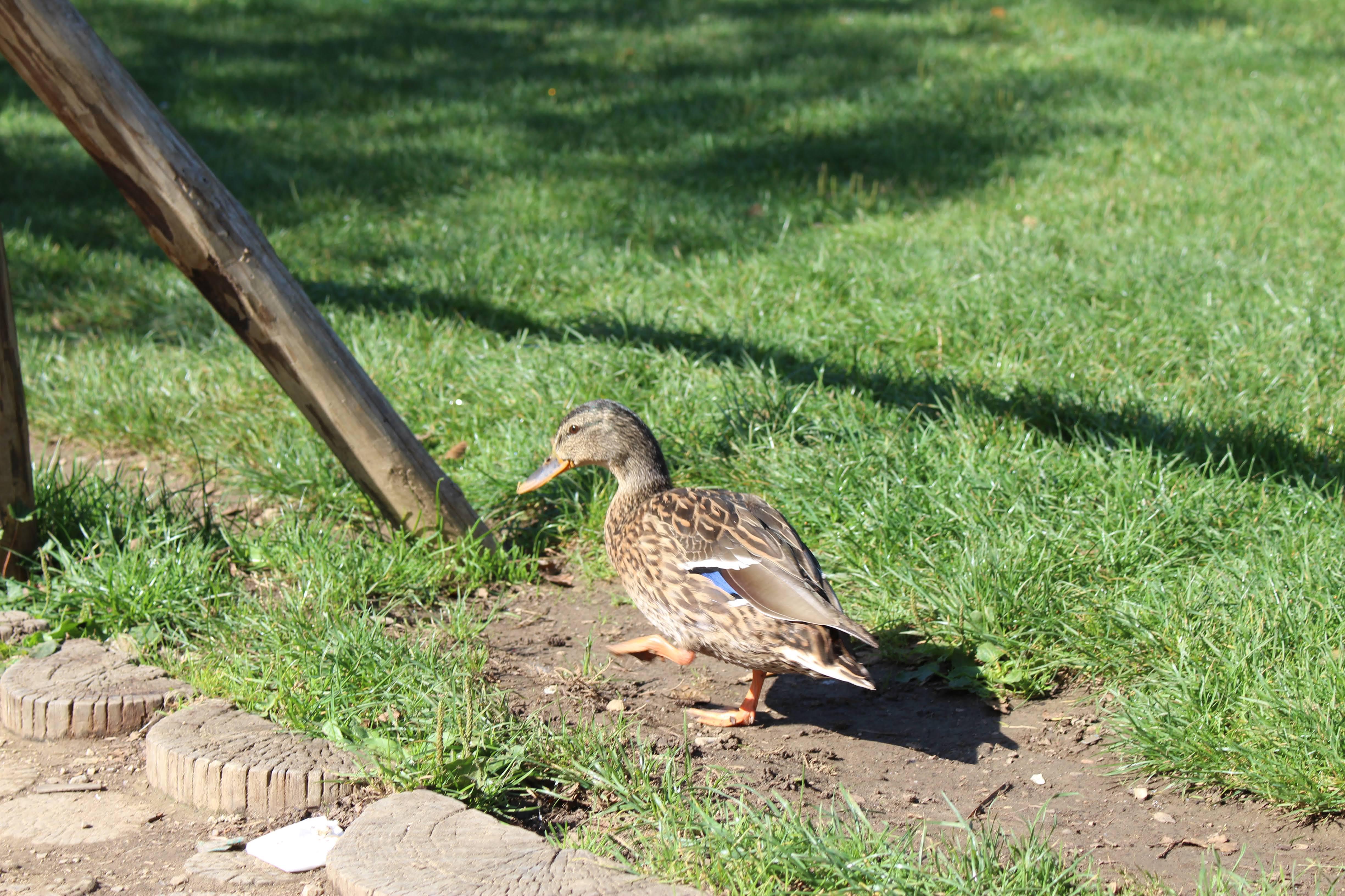 happy duck | Scrolller