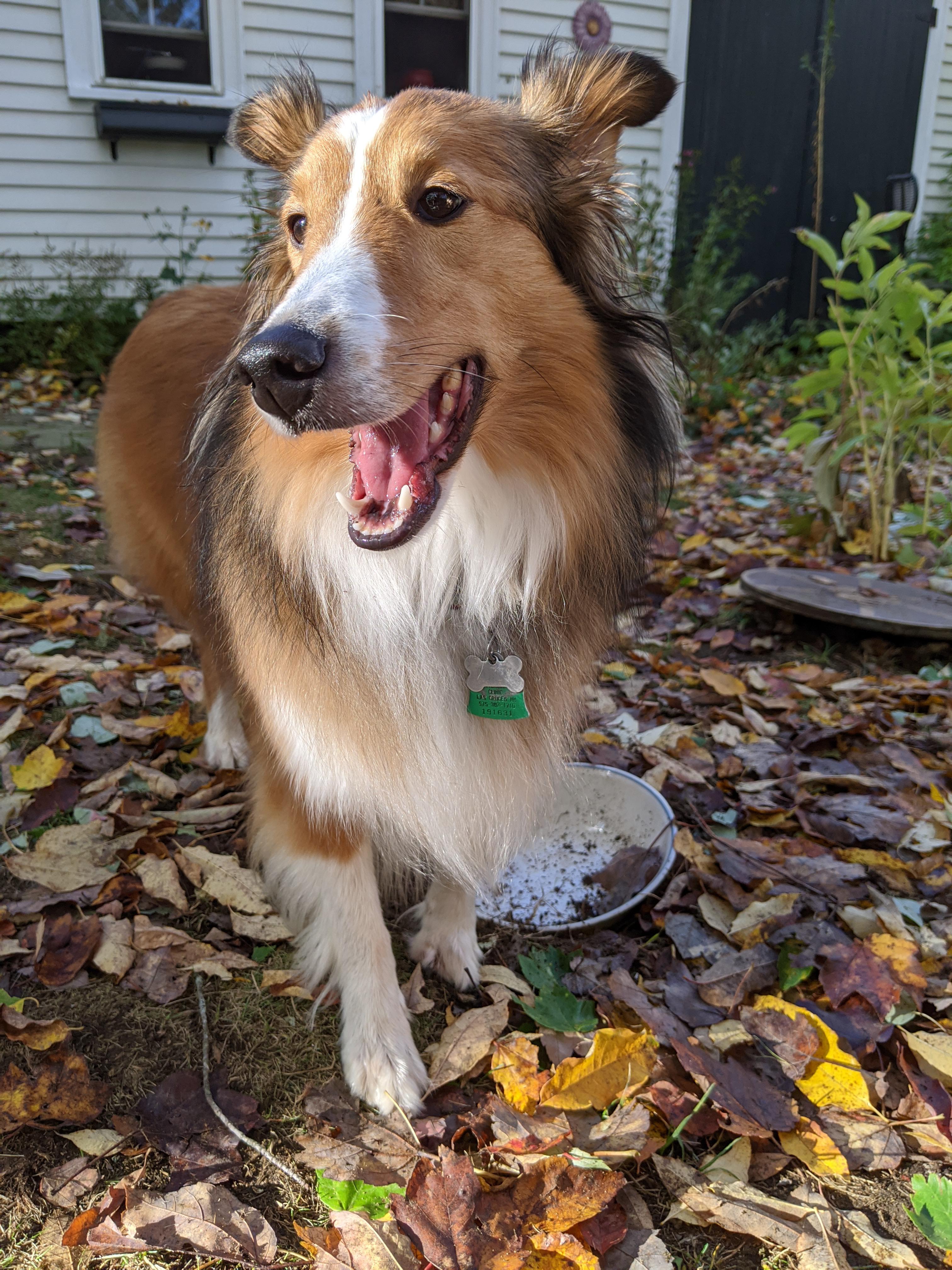 Happy fall! | Scrolller