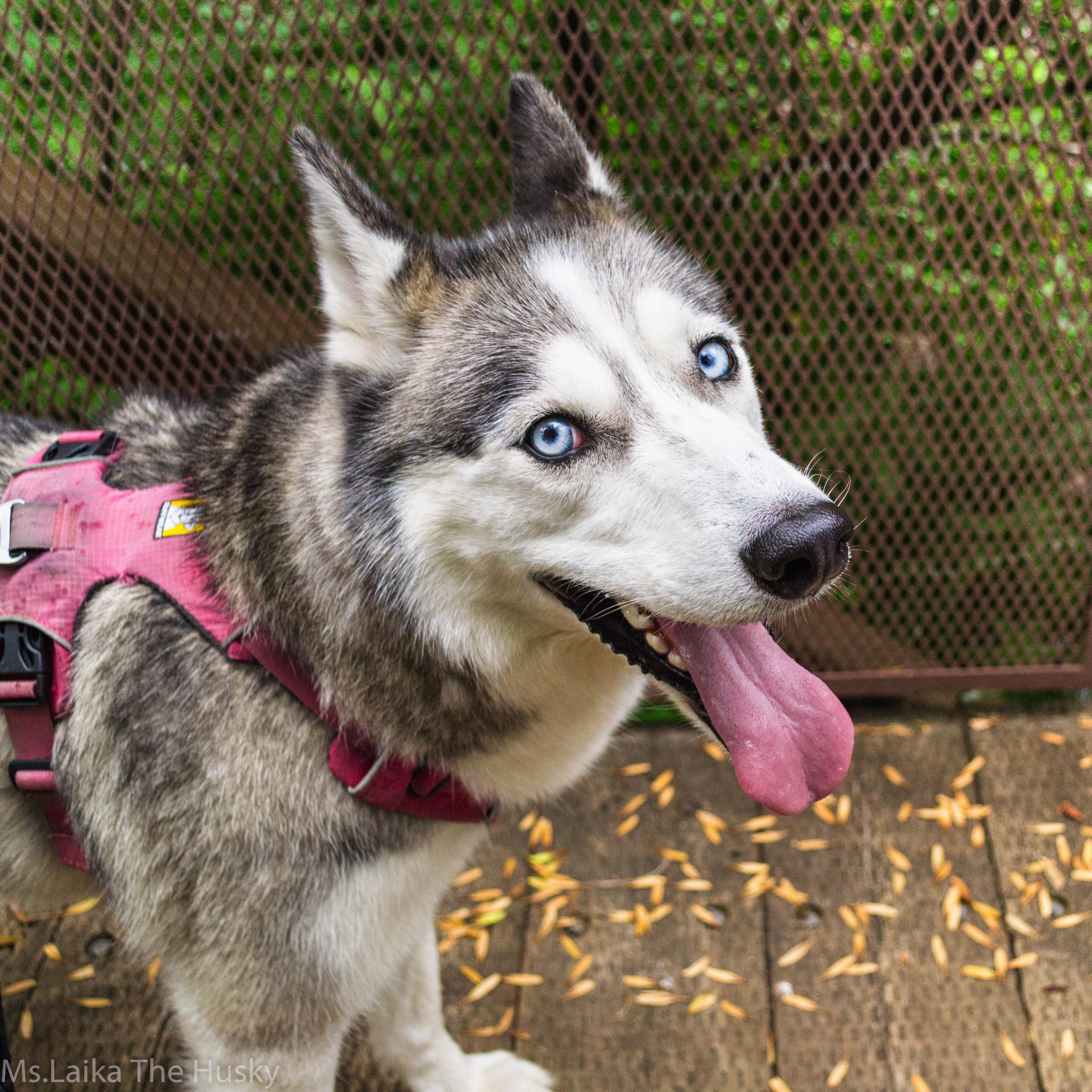 Happy girl | Scrolller