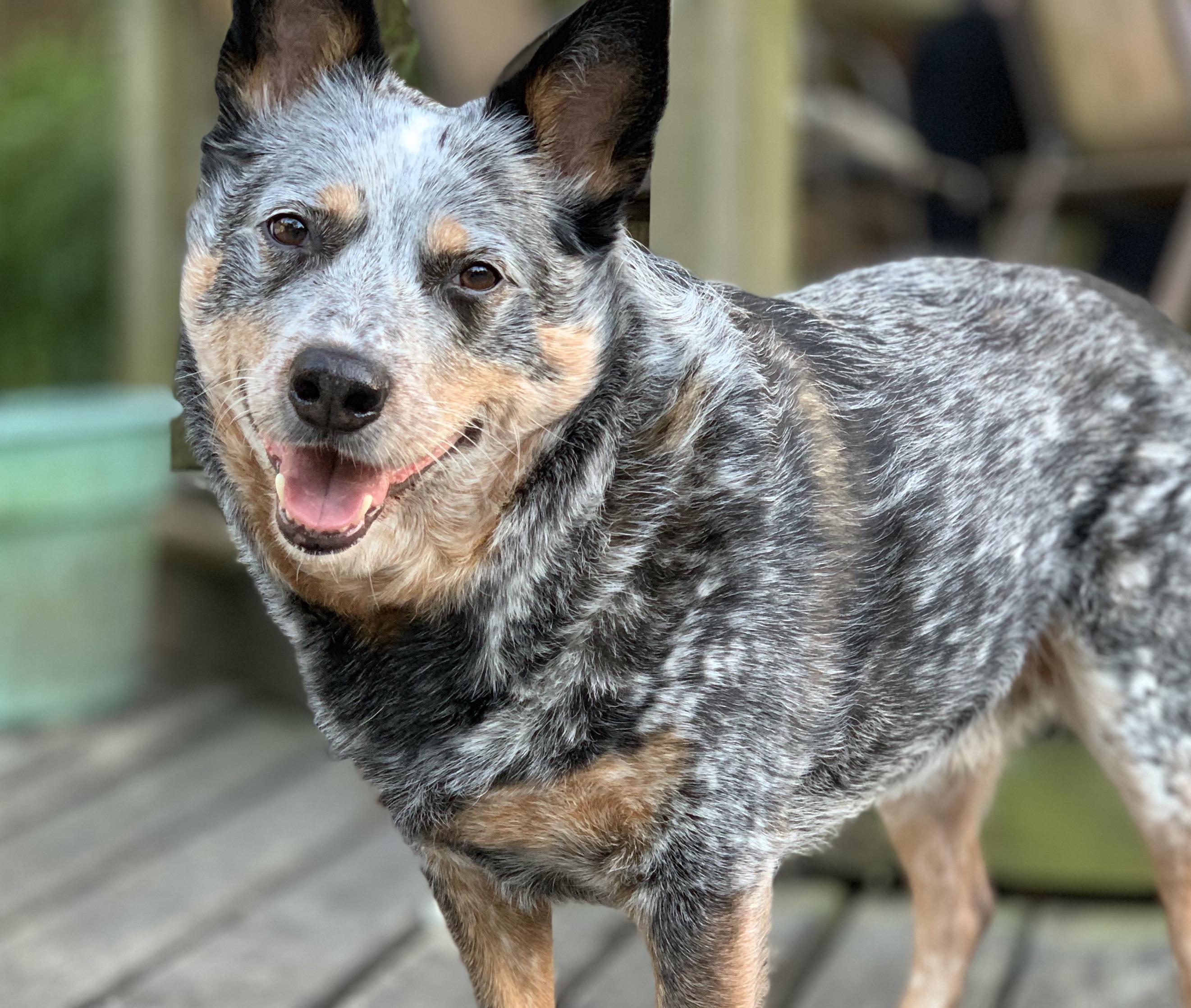 Happy Hank! | Scrolller