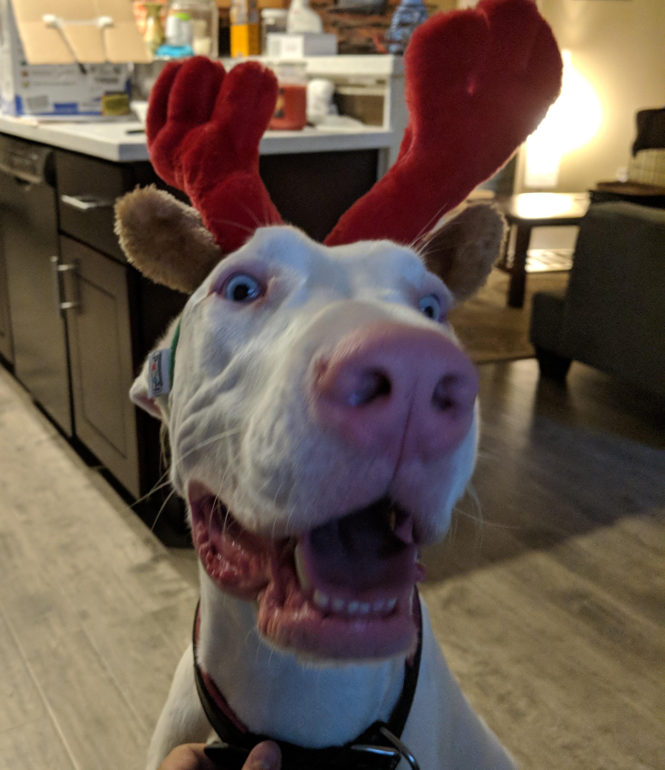 Happy Holi-danes!! | Scrolller