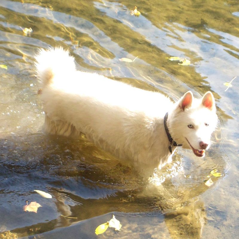 Happy Husky, Content to Wade | Scrolller