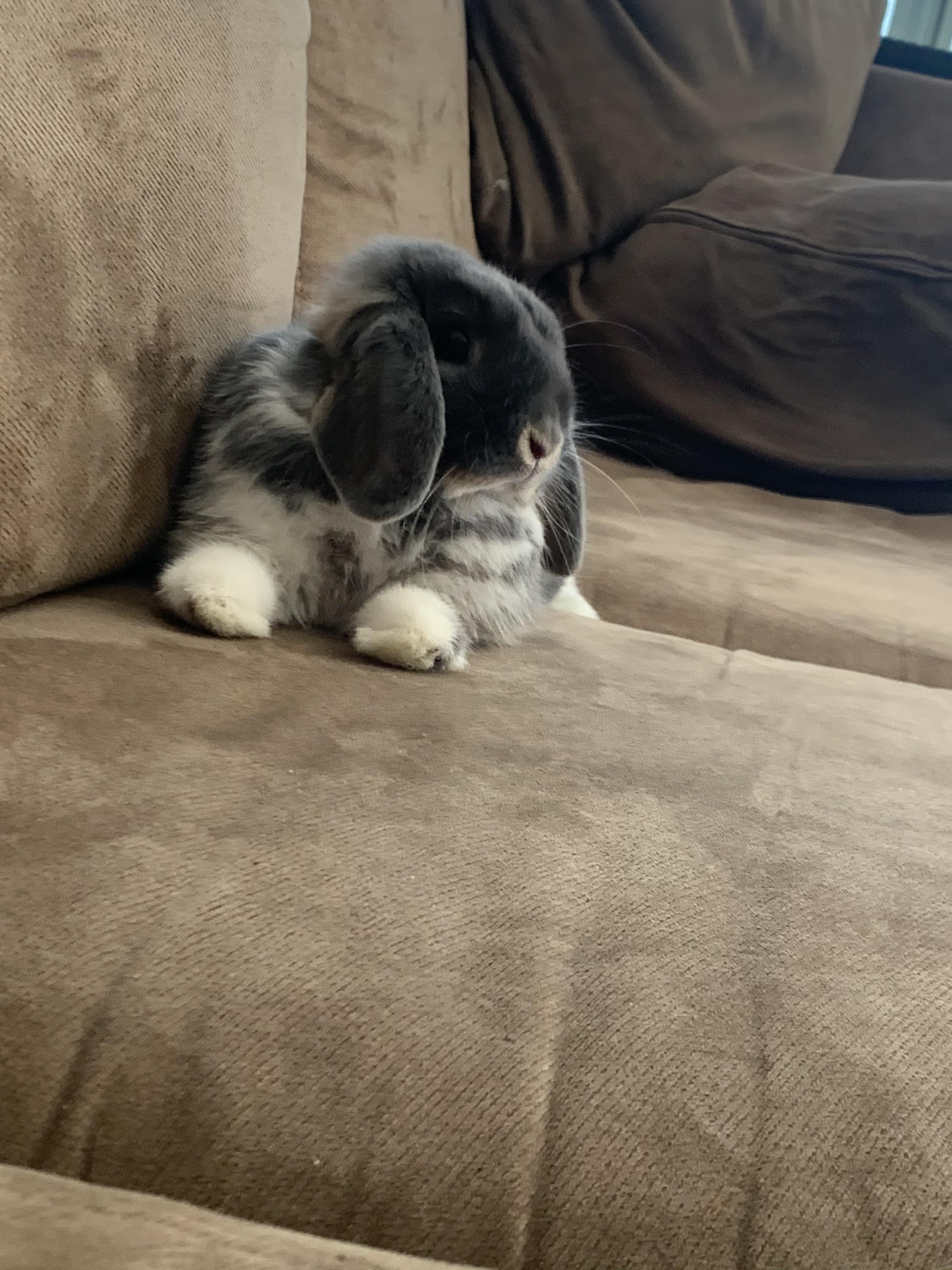 Happy little bun watching tv | Scrolller