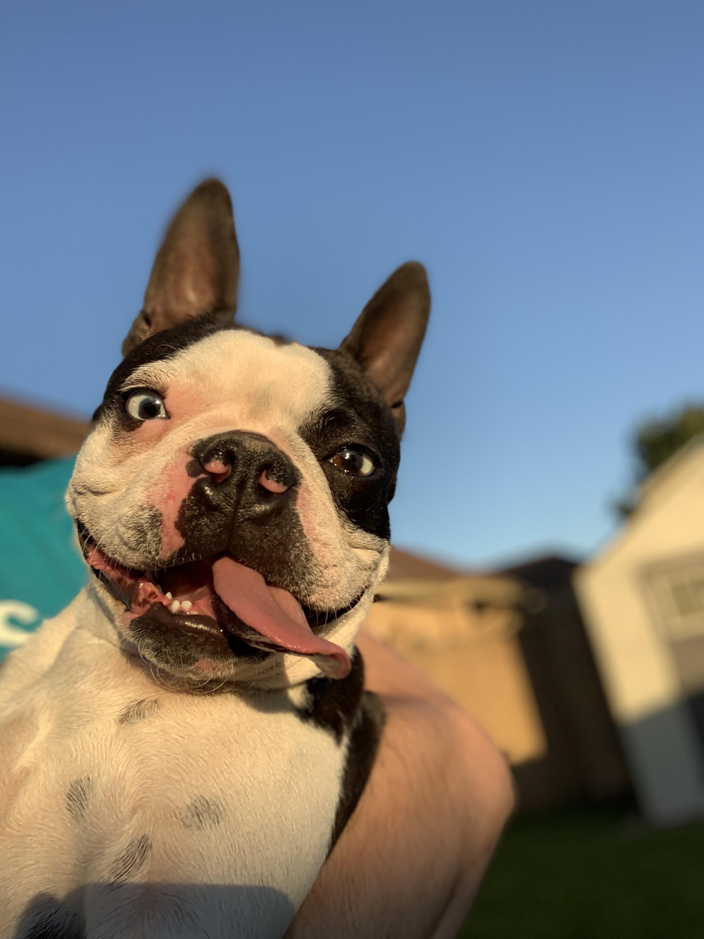 Happy Pixie | Scrolller