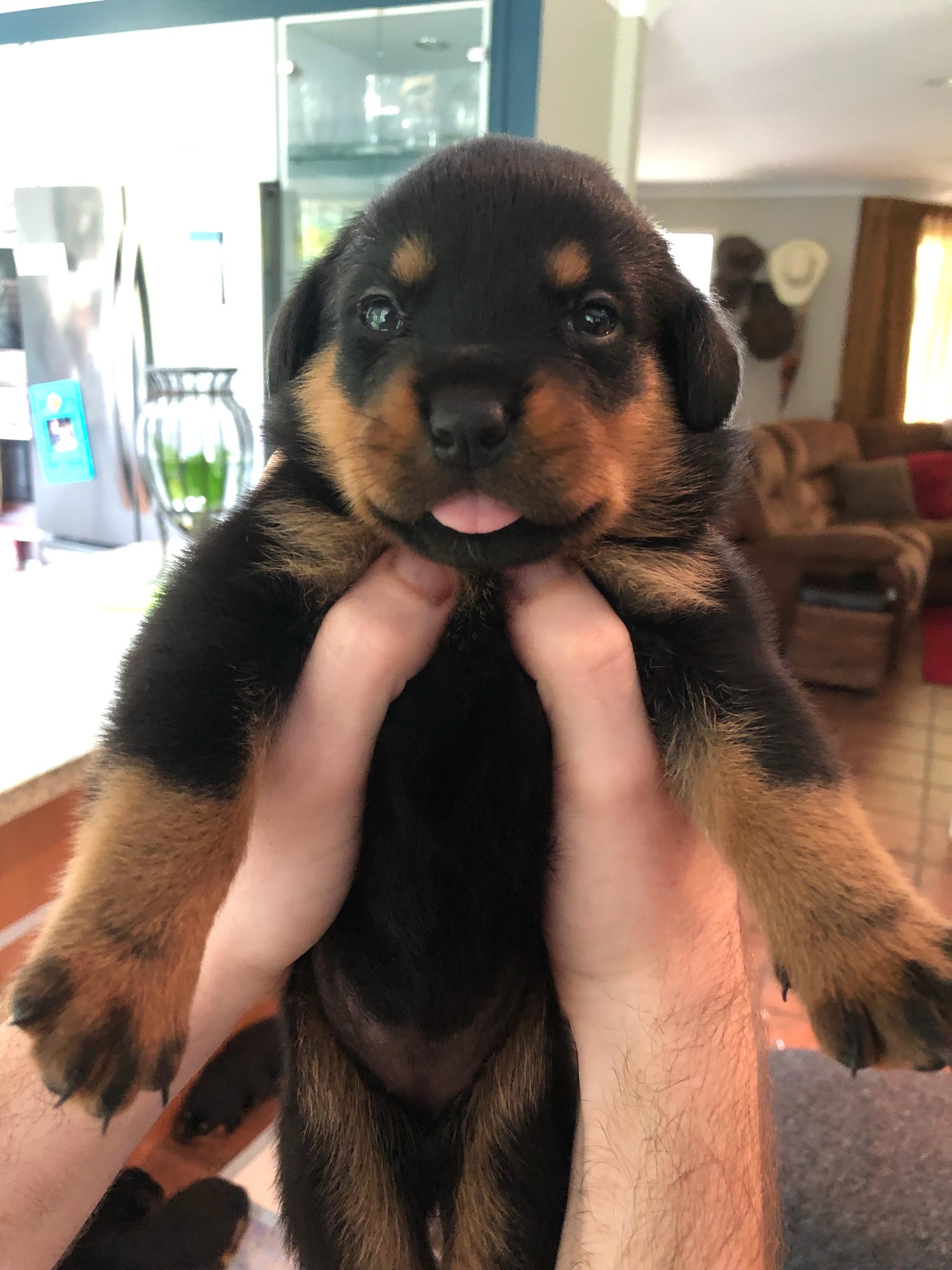 Happy pup blop | Scrolller
