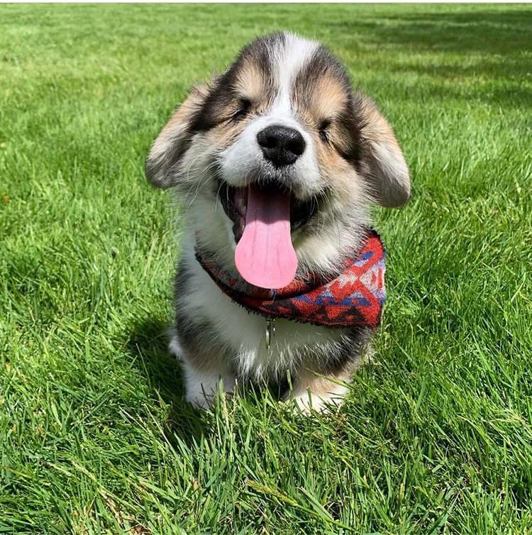 Happy pupper | Scrolller