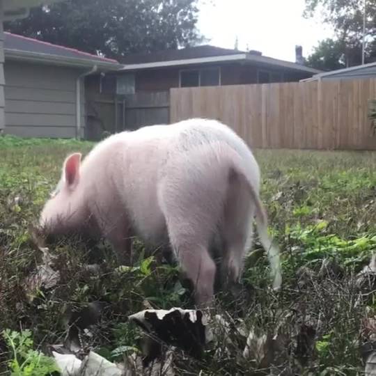 Happy Tail Wags | Scrolller