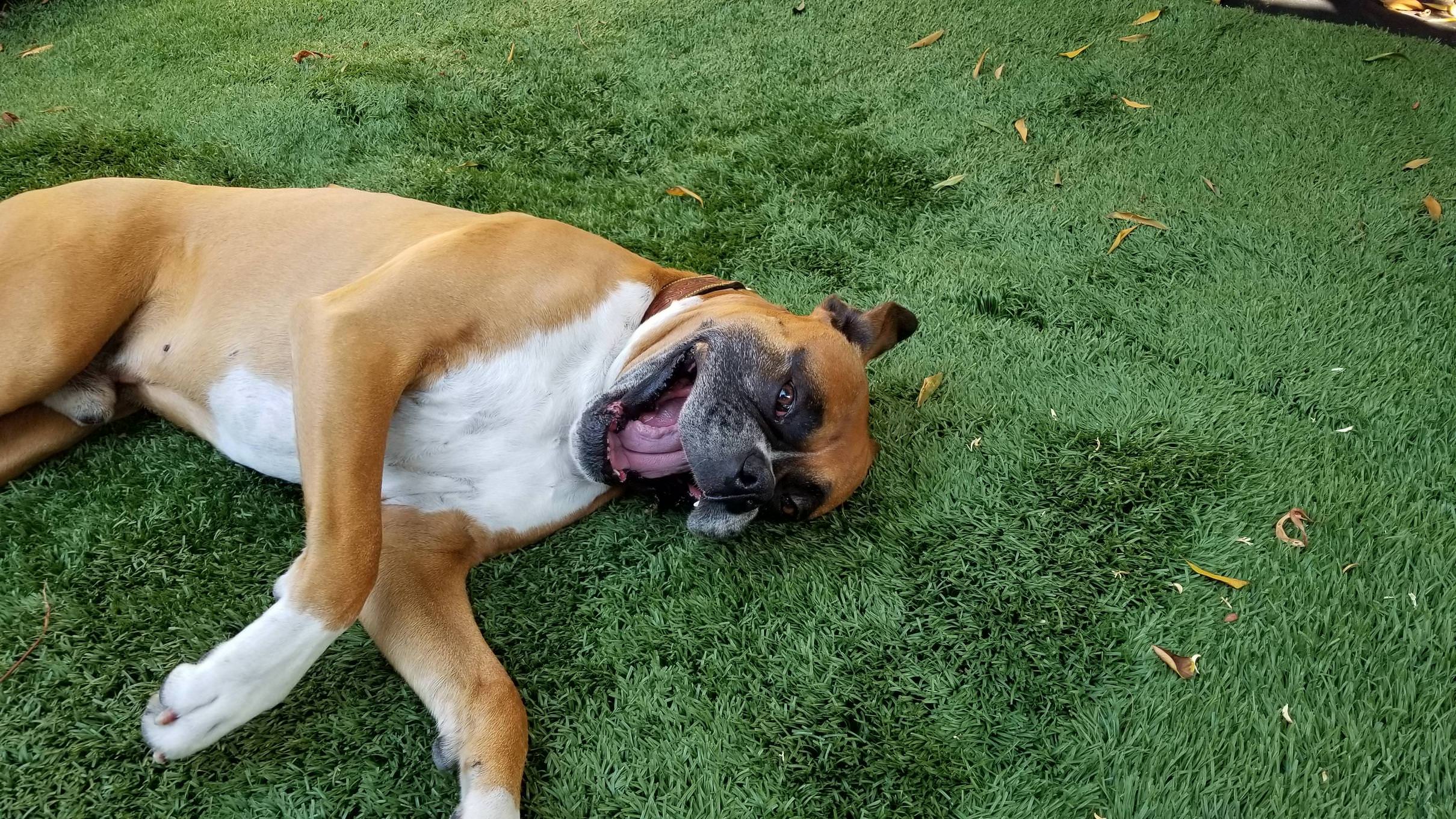 Happy wiggle butt.. | Scrolller