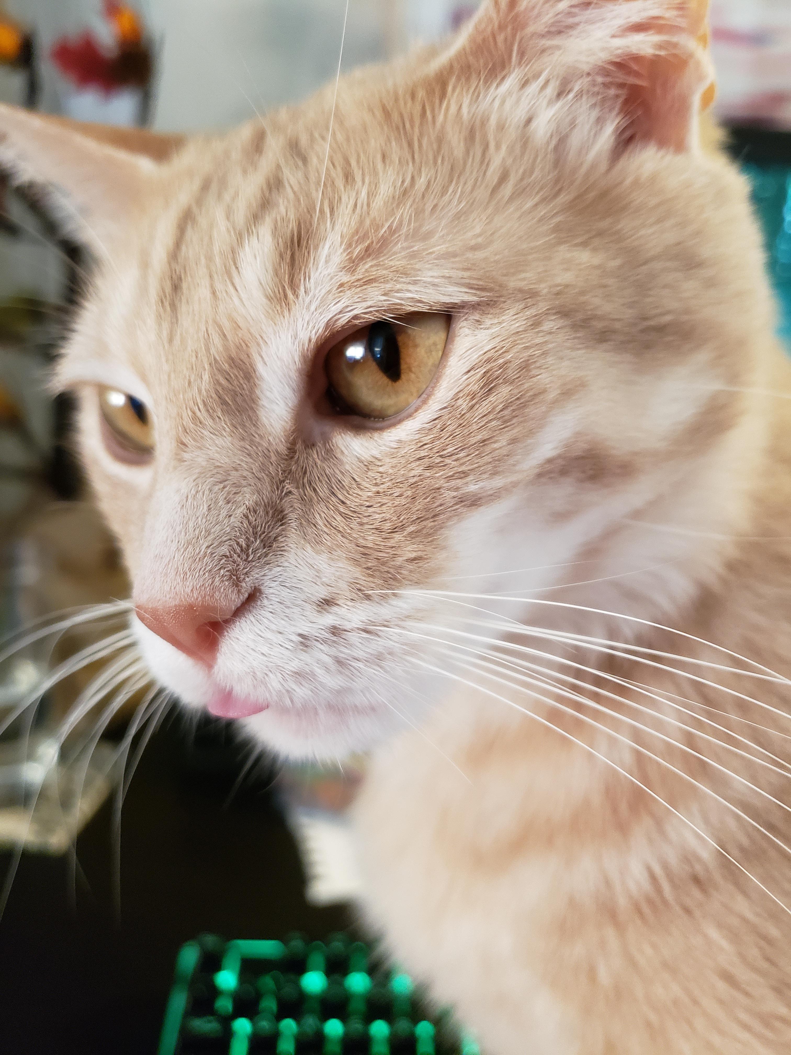 Hard to play WoW with this handsome boy and his cute blep! | Scrolller