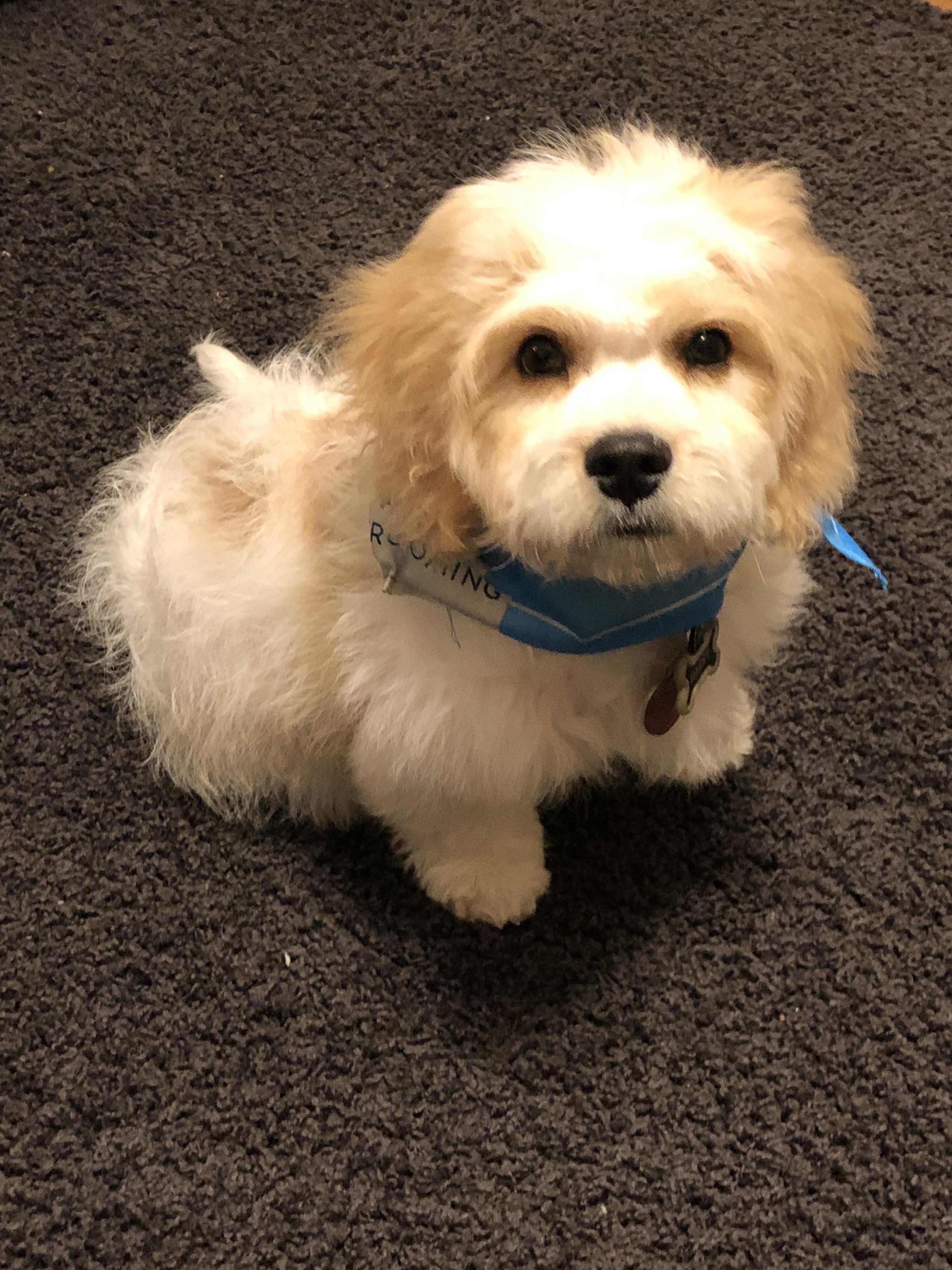 Harry had his first grooming...he wasn’t a fan! | Scrolller