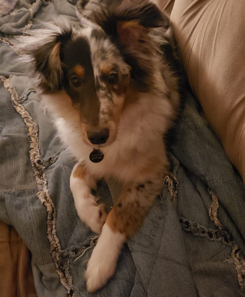 Harvey Dent is getting so big. (5 mo. old) | Scrolller