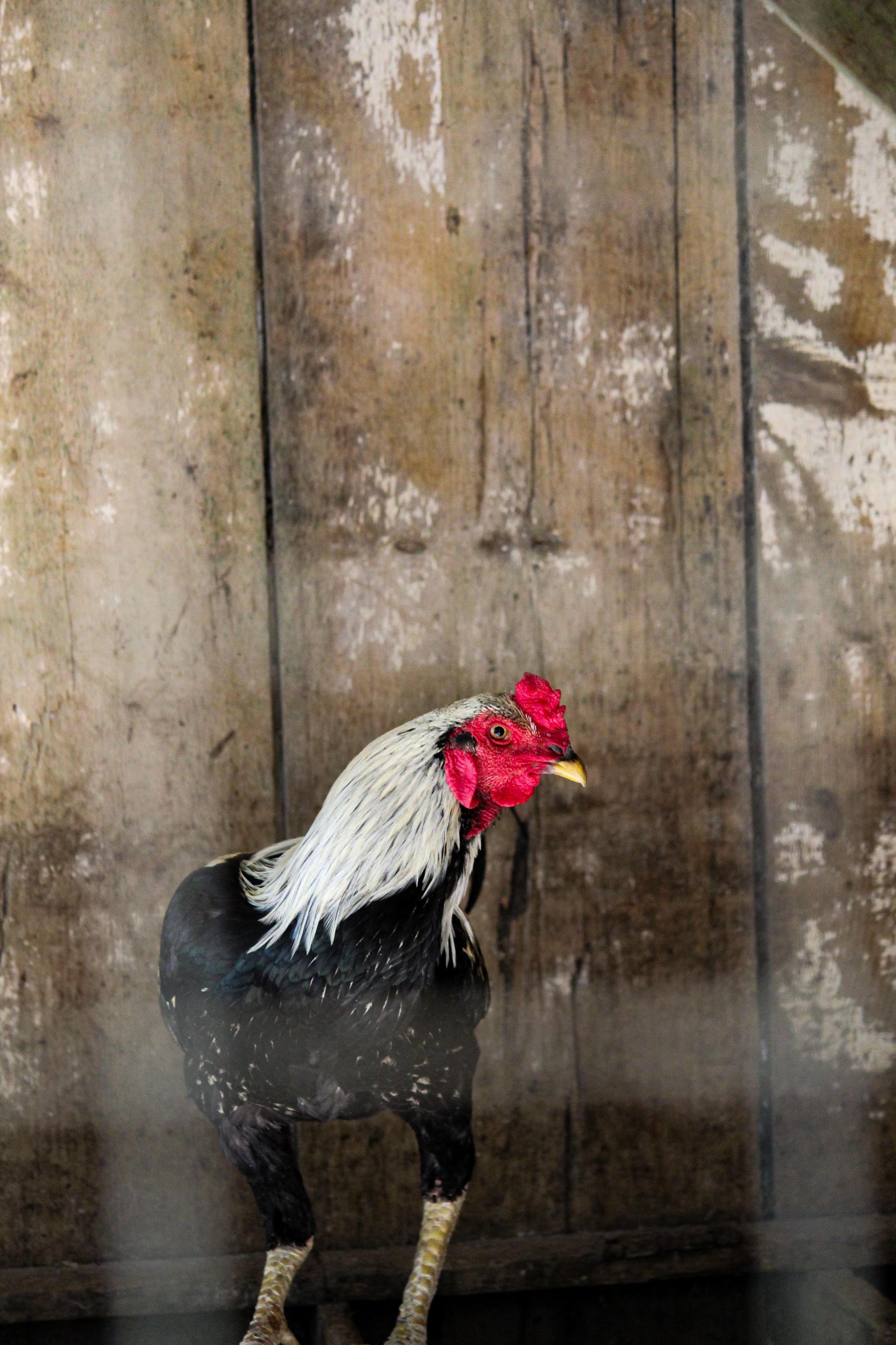 have you ever seen a rooster with blond hair? | Scrolller