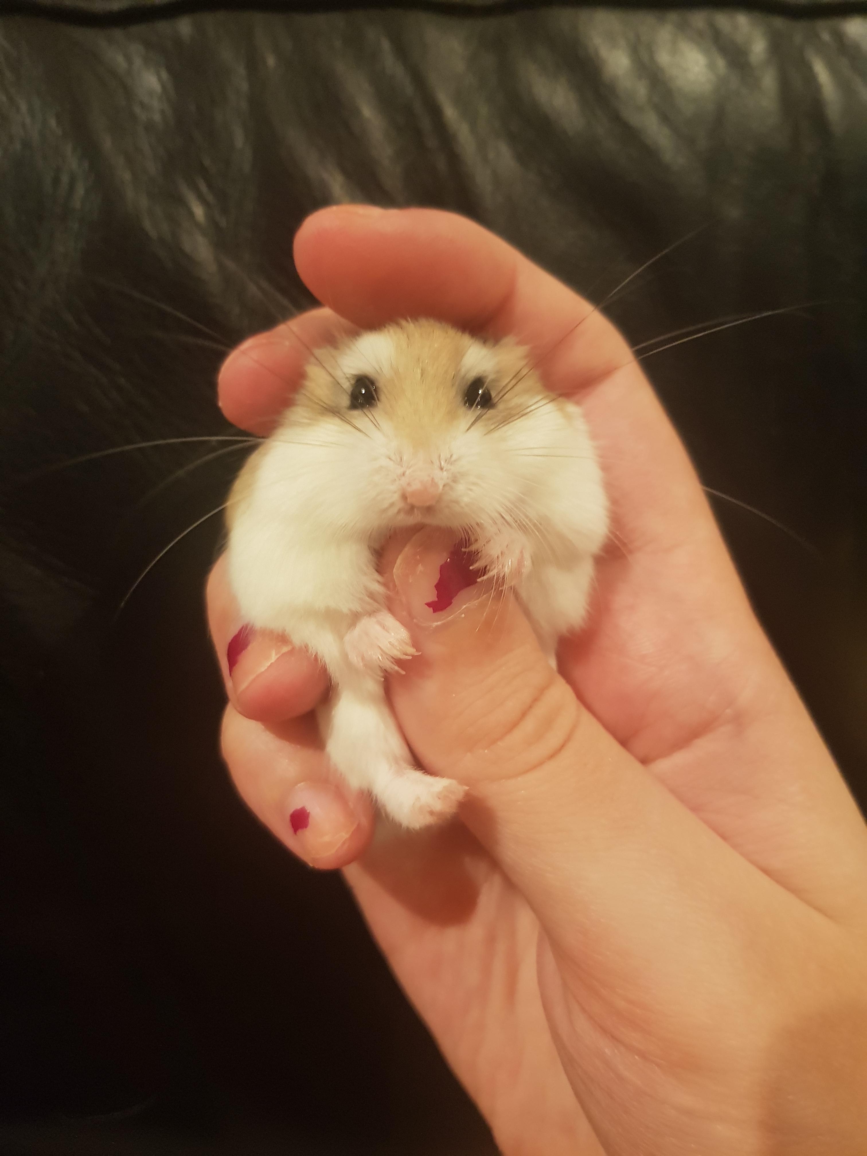 HAVE YOU EVER SEEN ANYTHING CUTER THAN NEVILLE???? | Scrolller