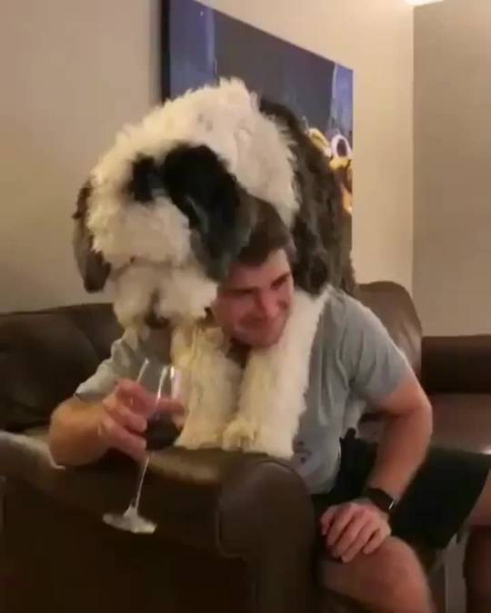 Having an alcoholic dog | Scrolller