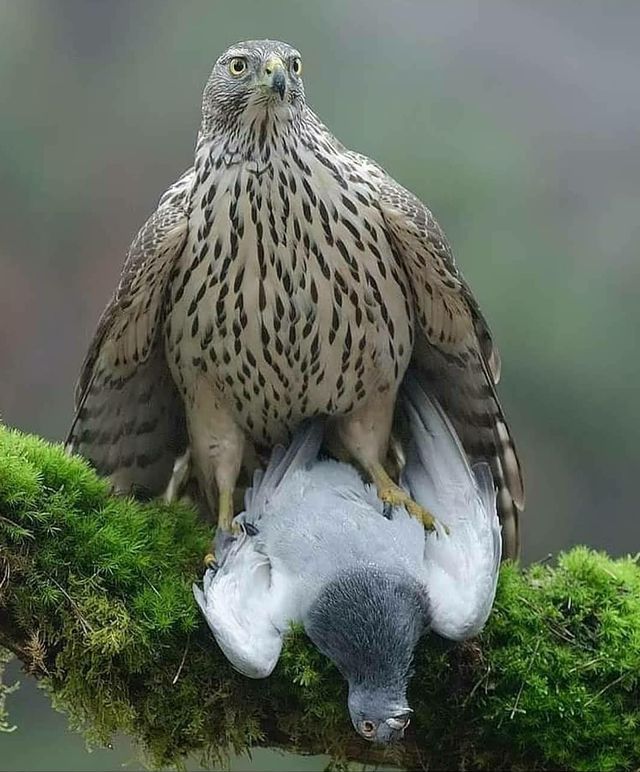 Hawk on the pigeon | Scrolller