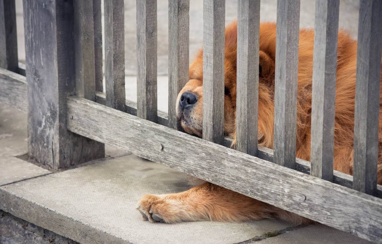 He likes to play prisoner | Scrolller