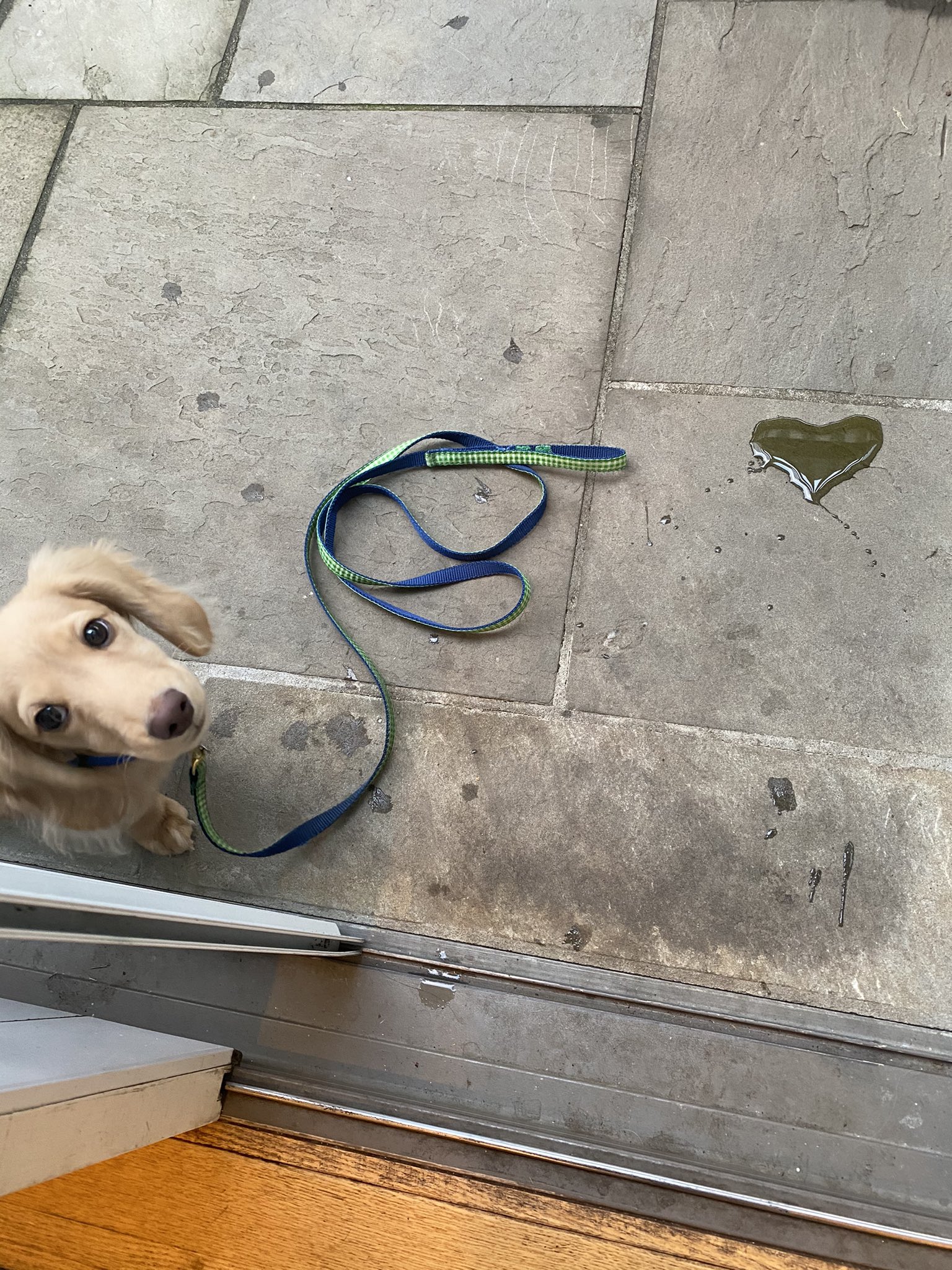 He peed a little heart | Scrolller