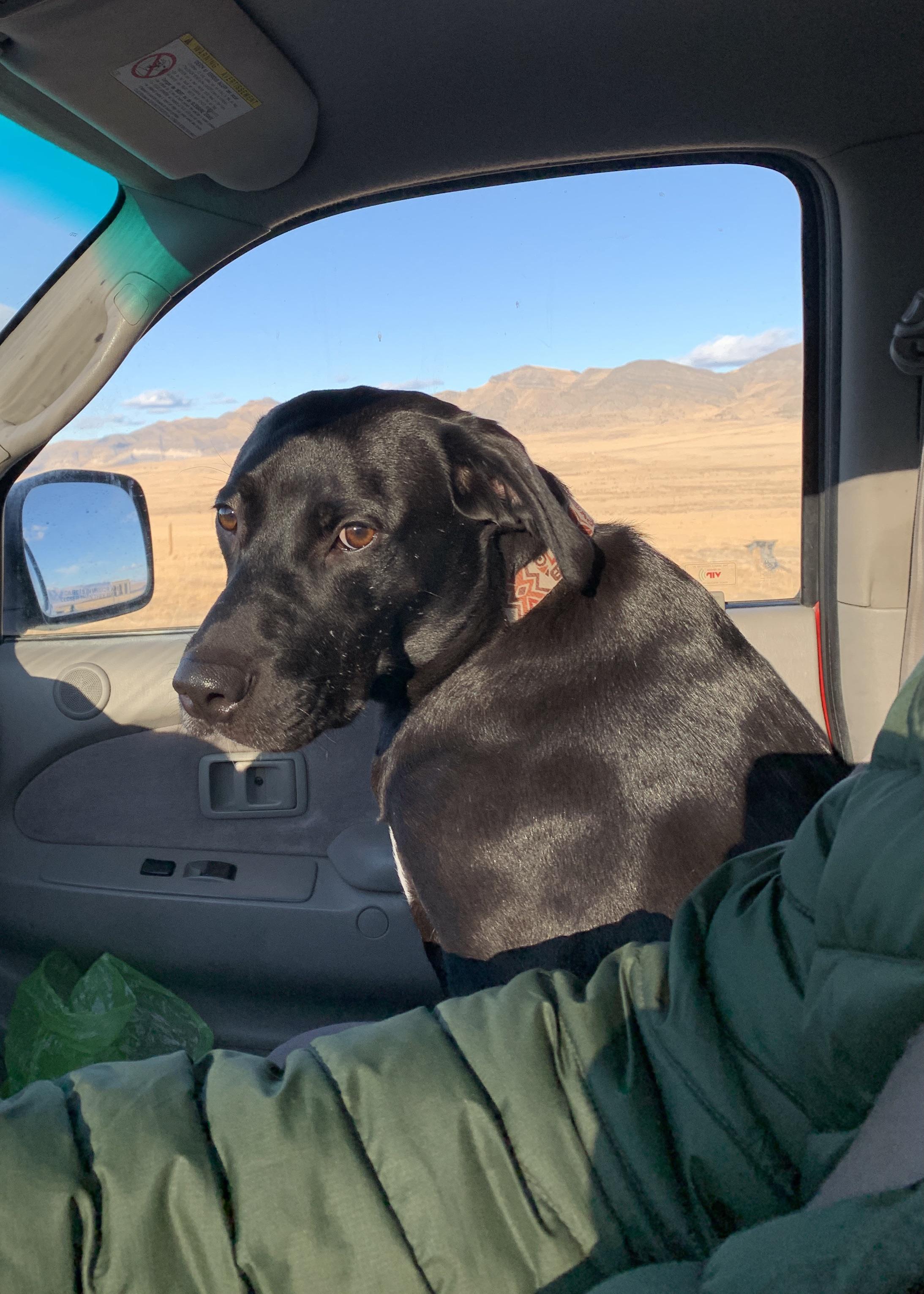 He’s so bored on our little exploration trip out to the desert 😂 | Scrolller