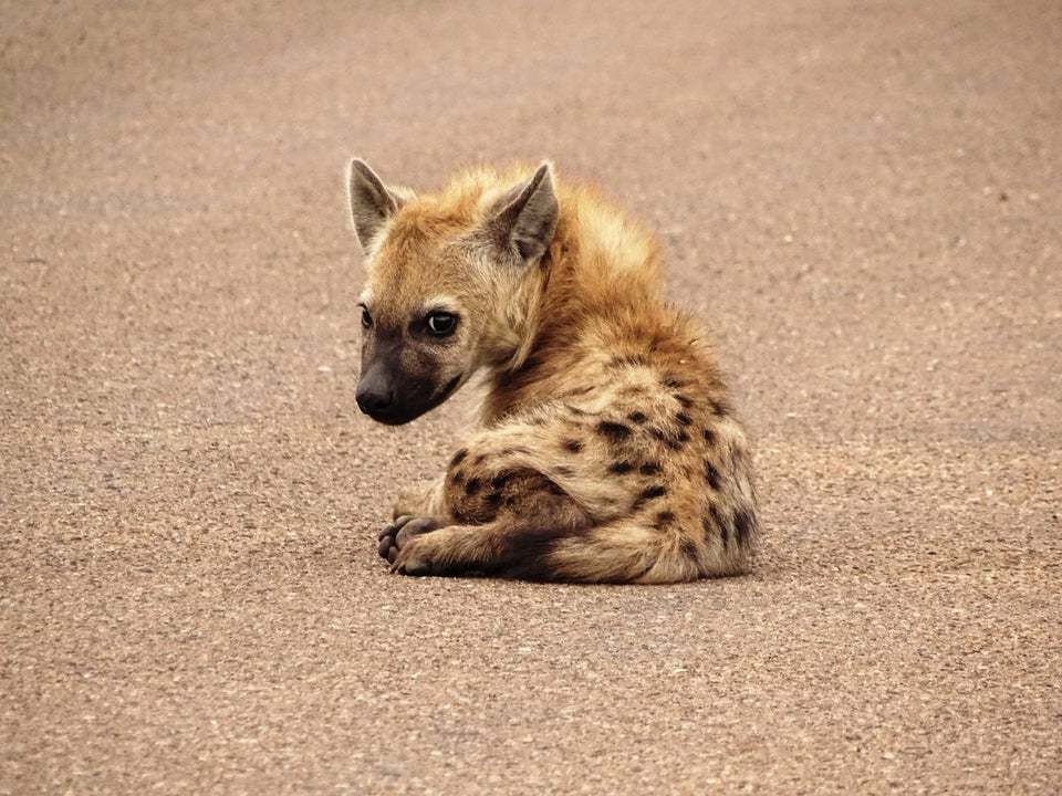 This hyena. | Scrolller