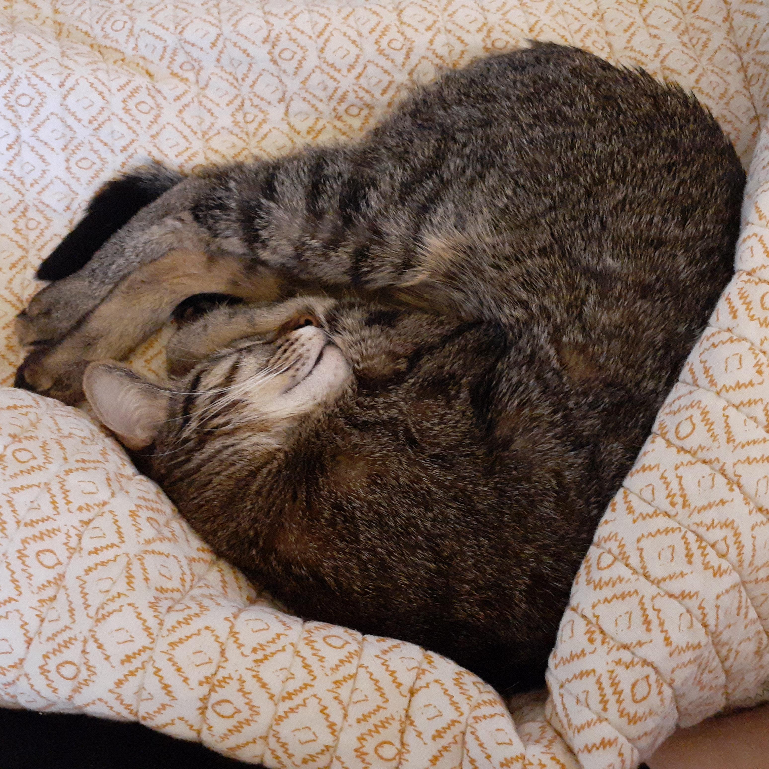 Heart-shaped kitty | Scrolller