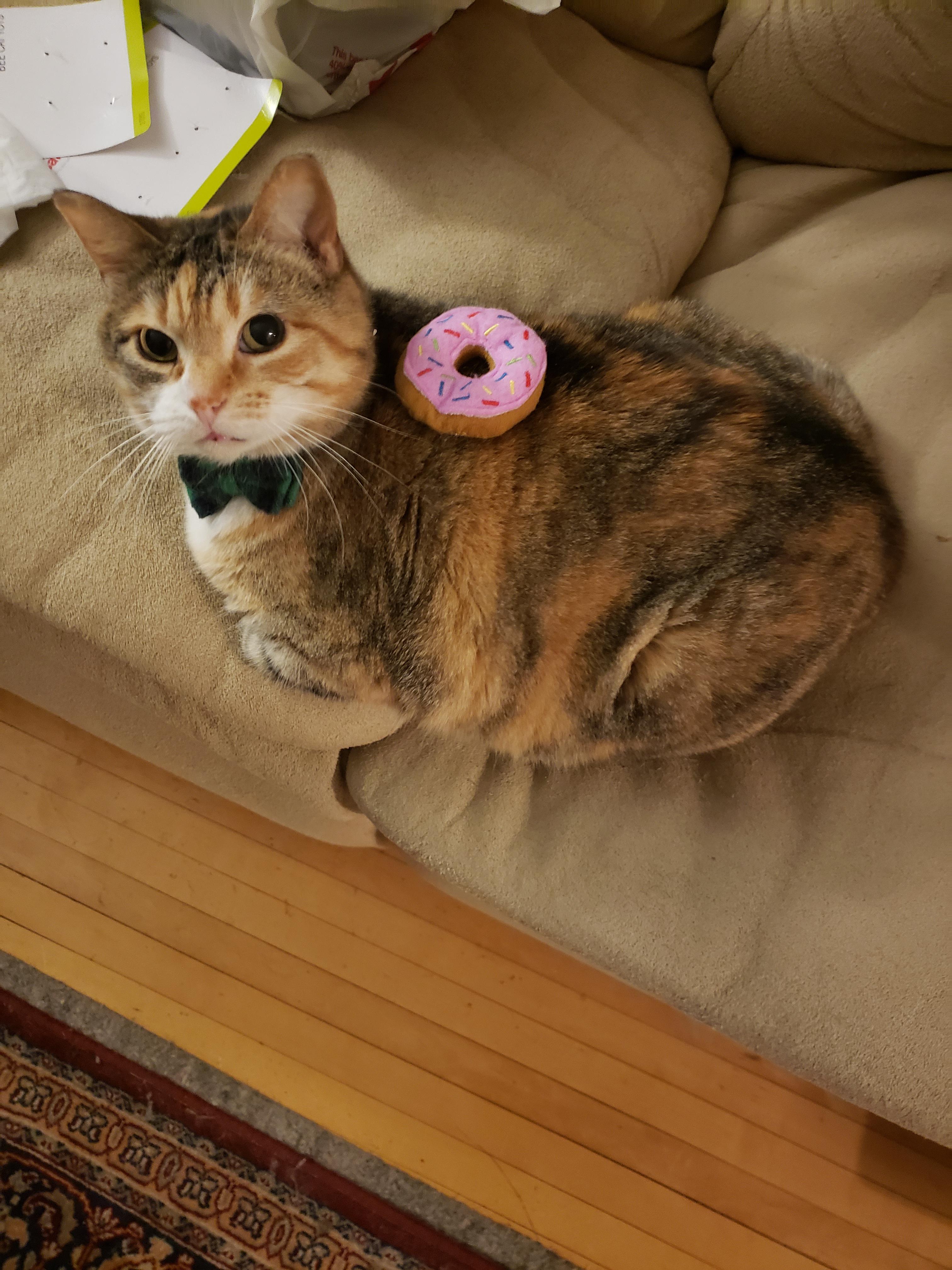 Heckin chonk loaf | Scrolller