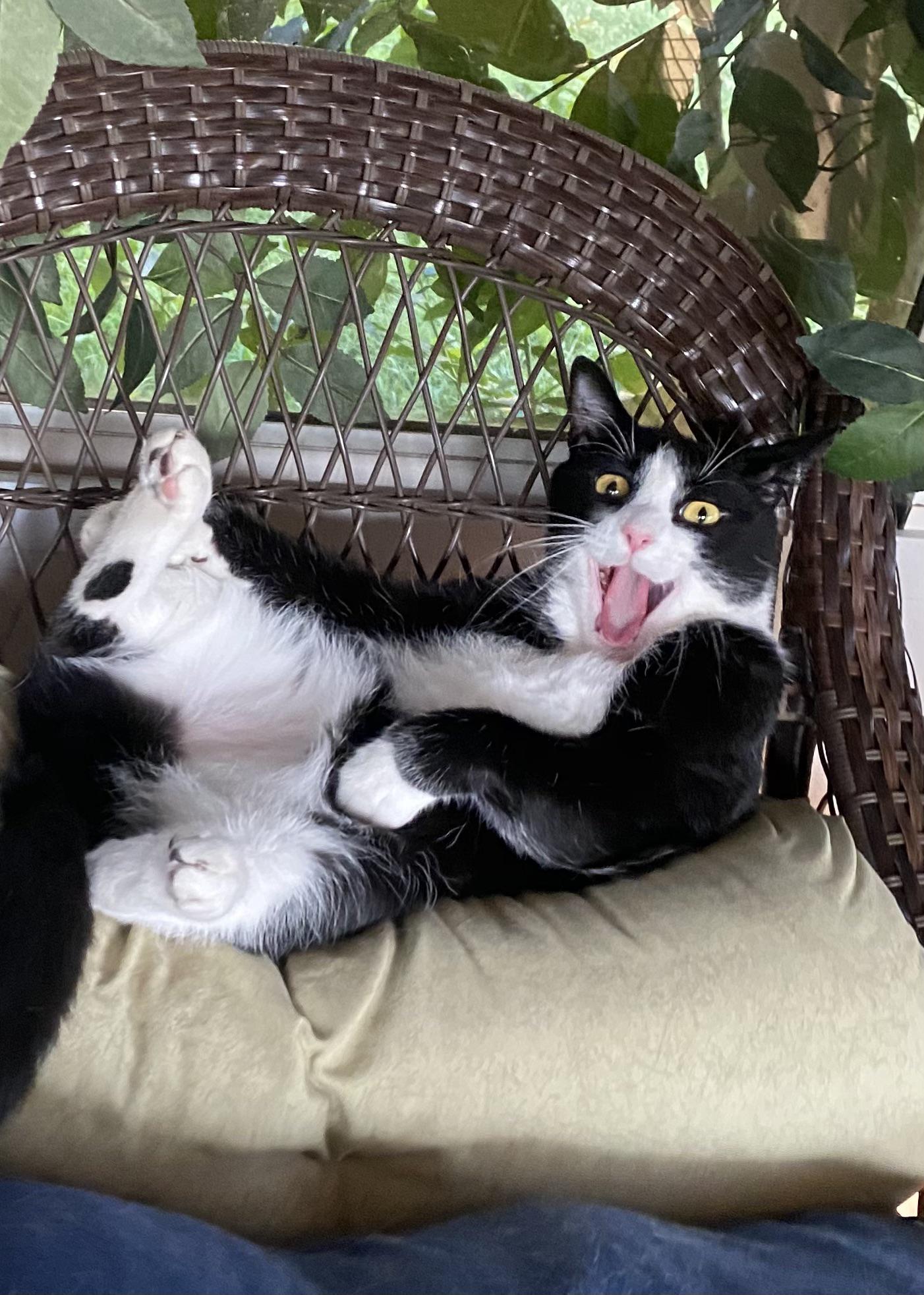 Hee Hee Hee! | Scrolller