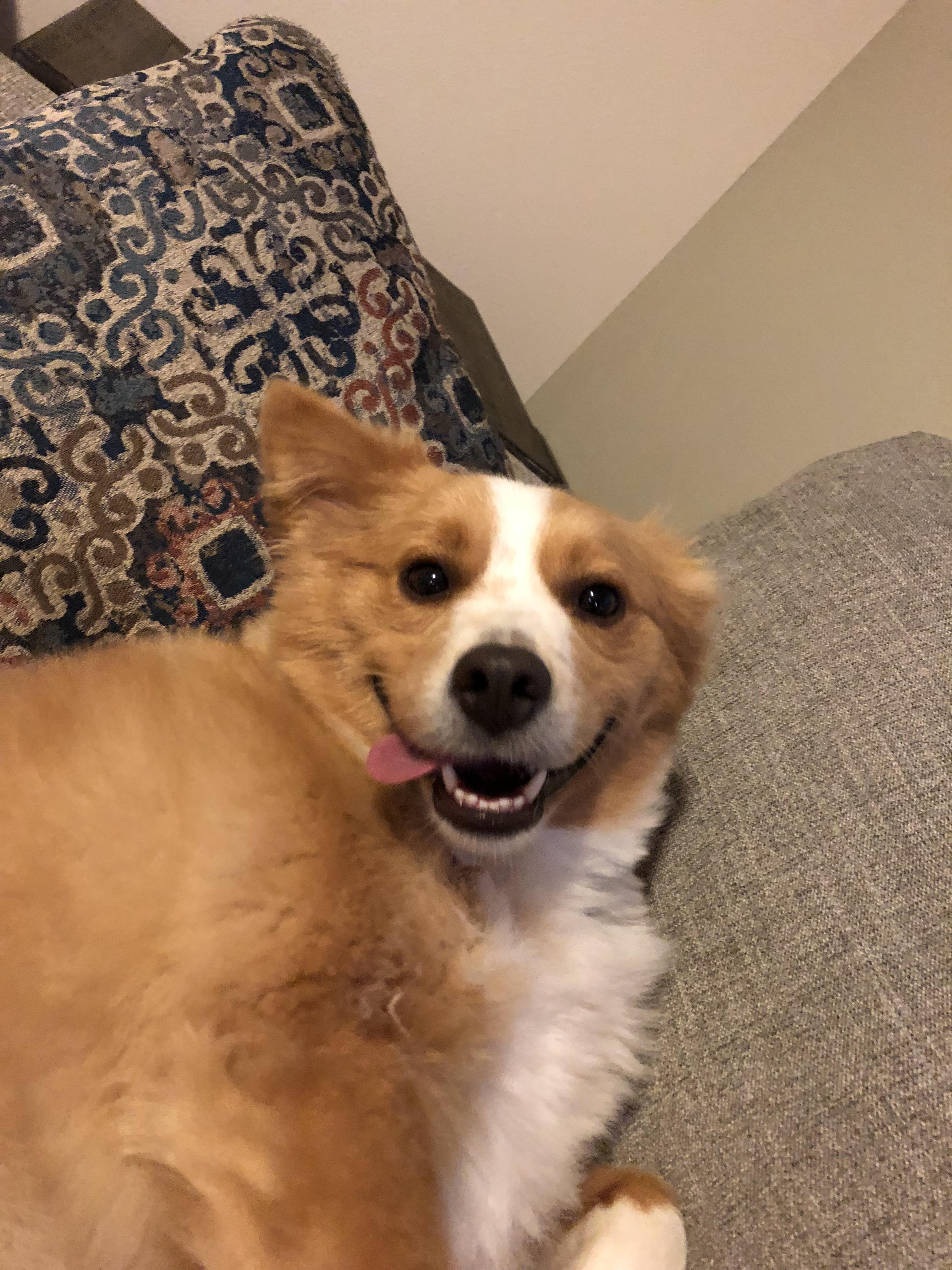 Helios, a derpy happy dog | Scrolller