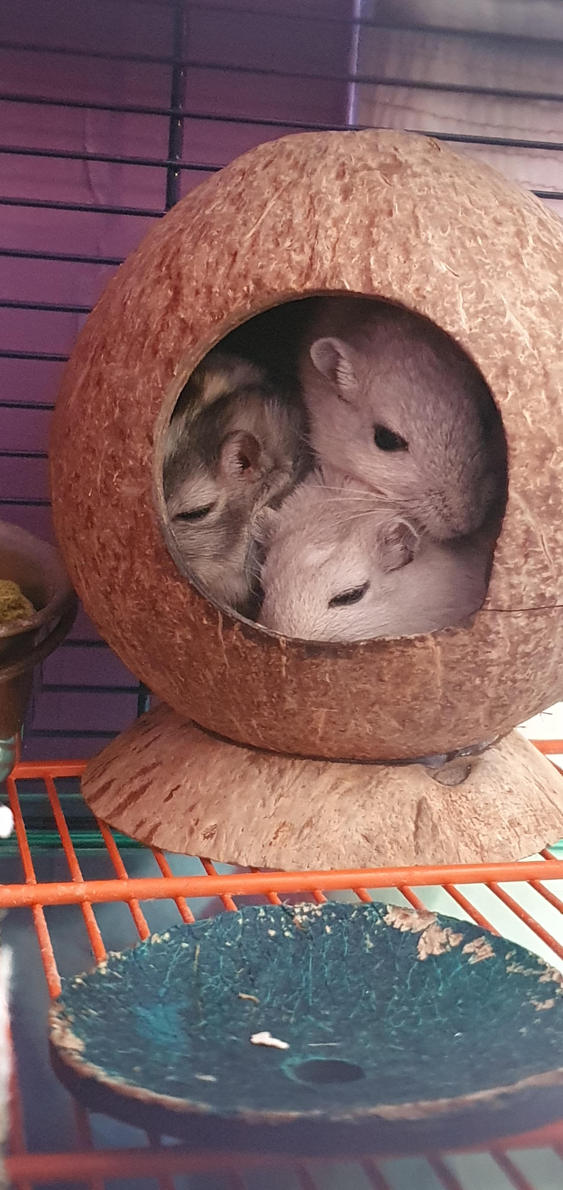 Hello, 911? I would like to report 3 cuties for not social distancing | Scrolller