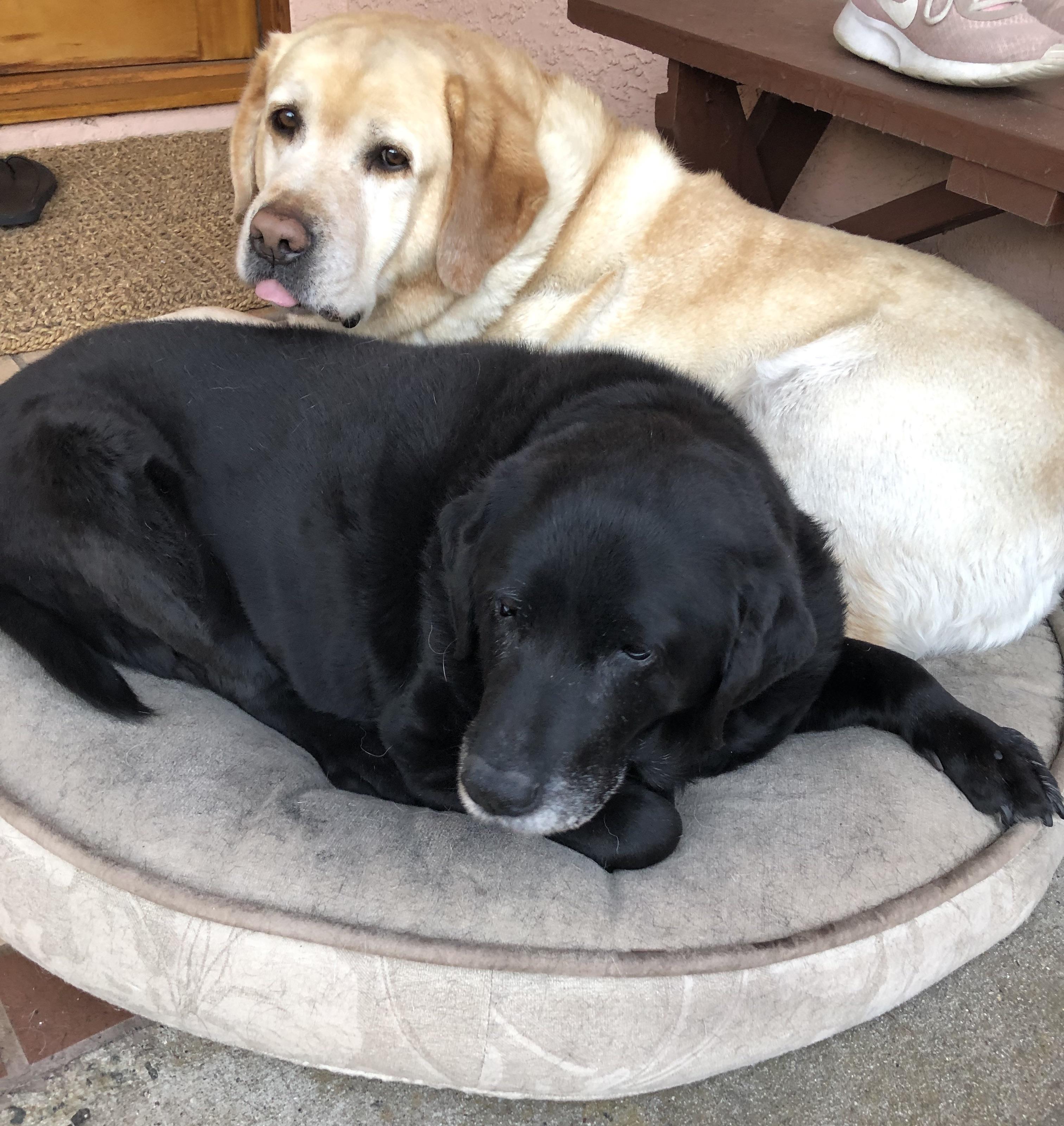 hello blop + old girl with grey beard | Scrolller