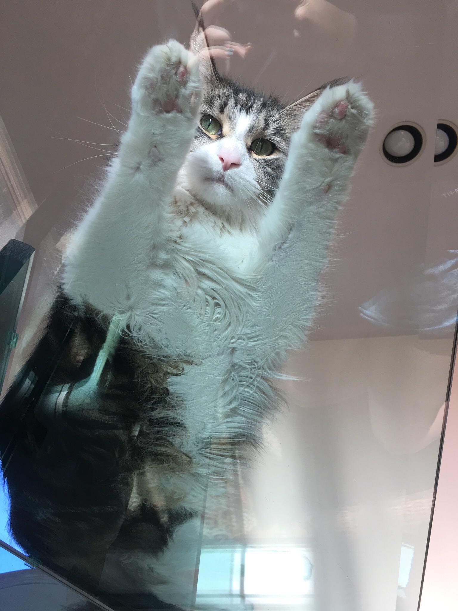 Hello hooman | Scrolller