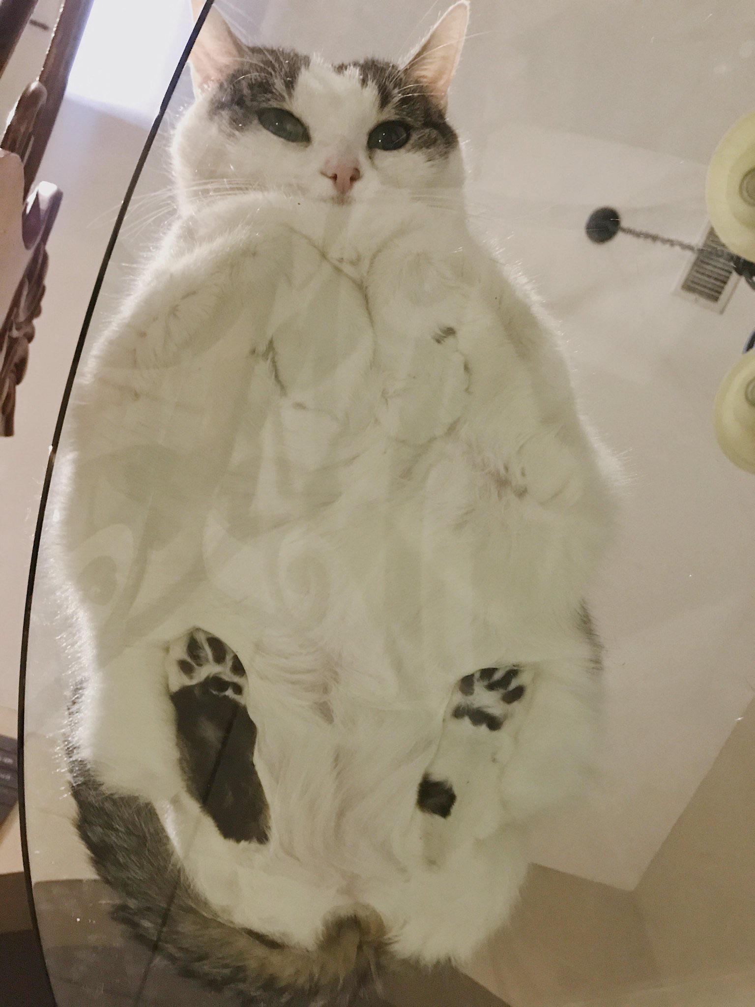 hello human | Scrolller