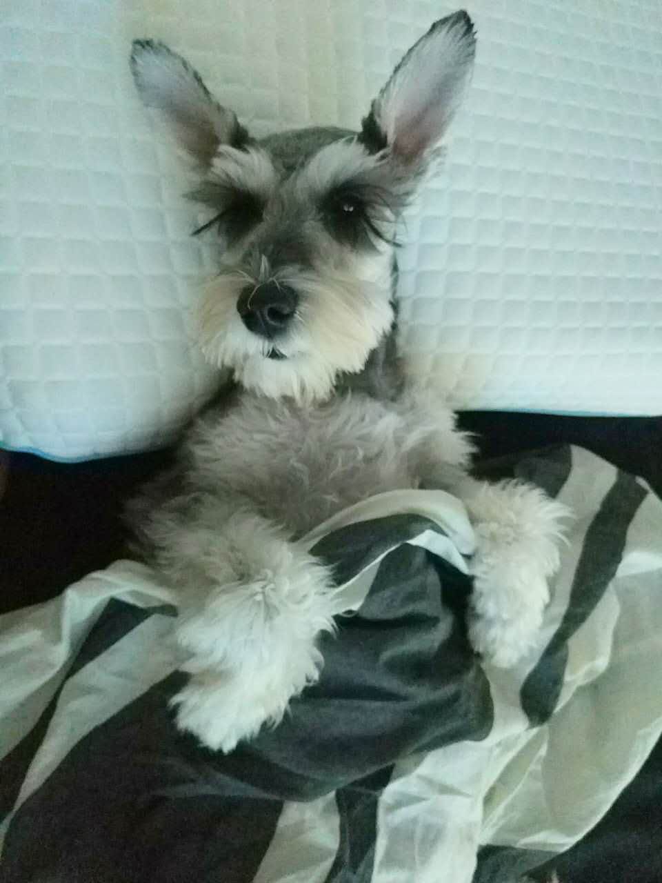 Hello r/schnauzer here is my beast. | Scrolller