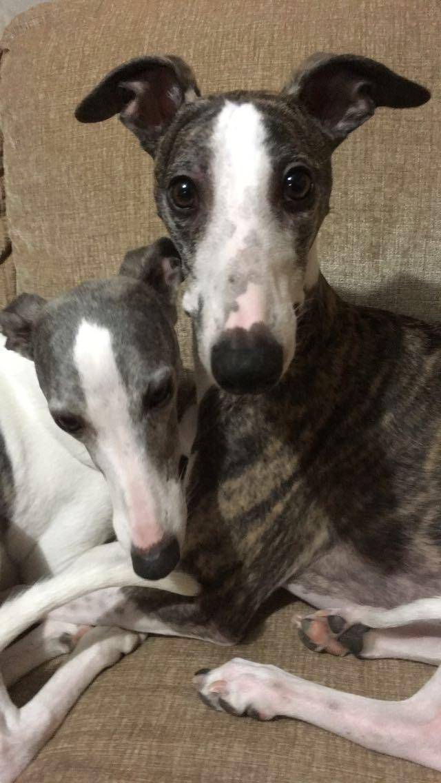 Hello r/whippets! Here’s a picture of my favourite whippies | Scrolller