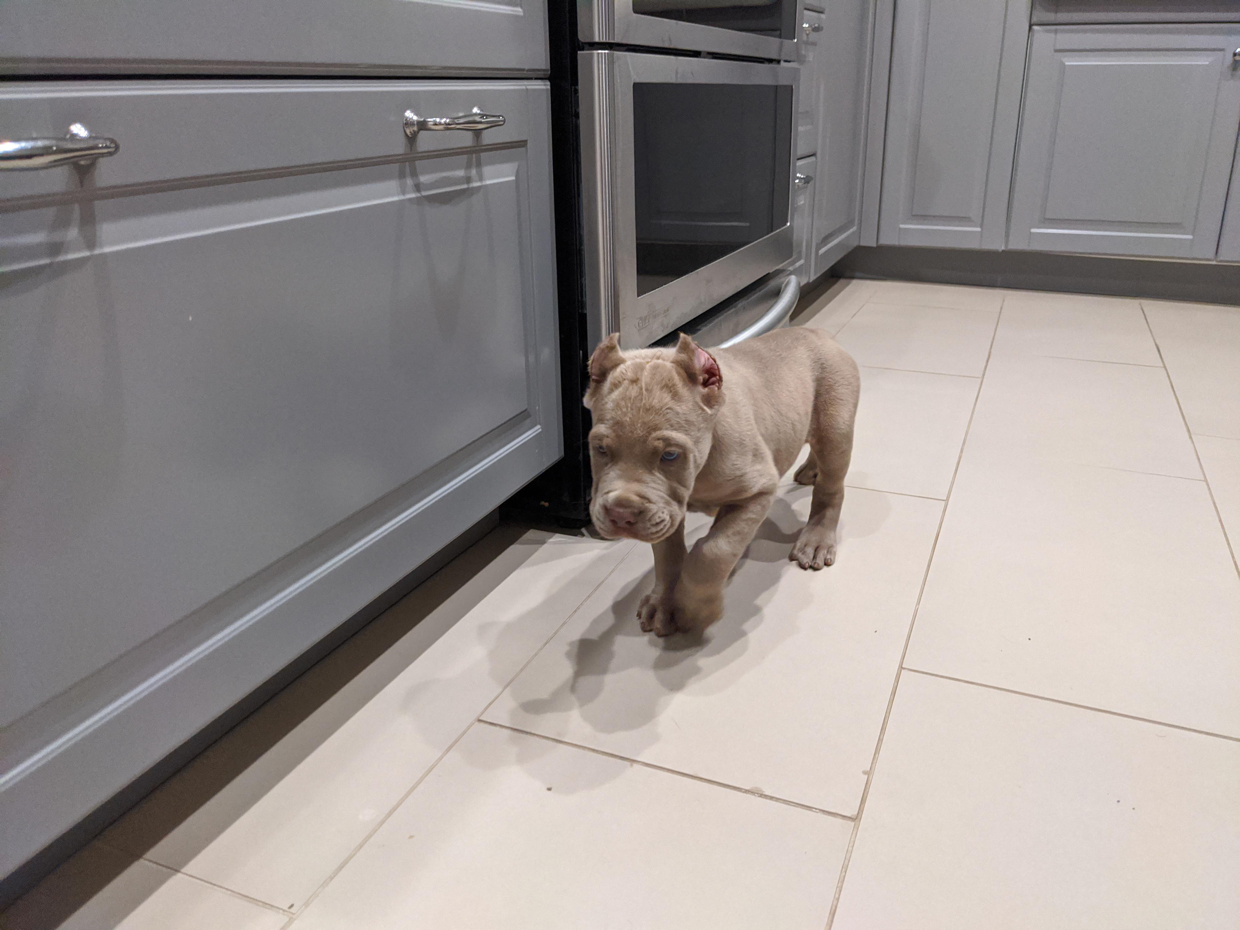 Hello Reddit world, meet Lord Stanley! | Scrolller