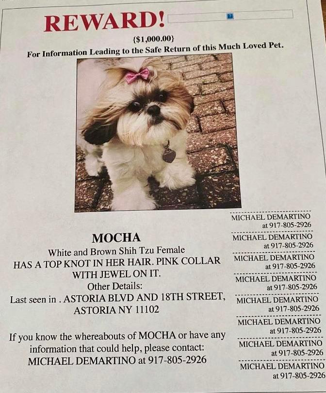 Help find Mocha! | Scrolller