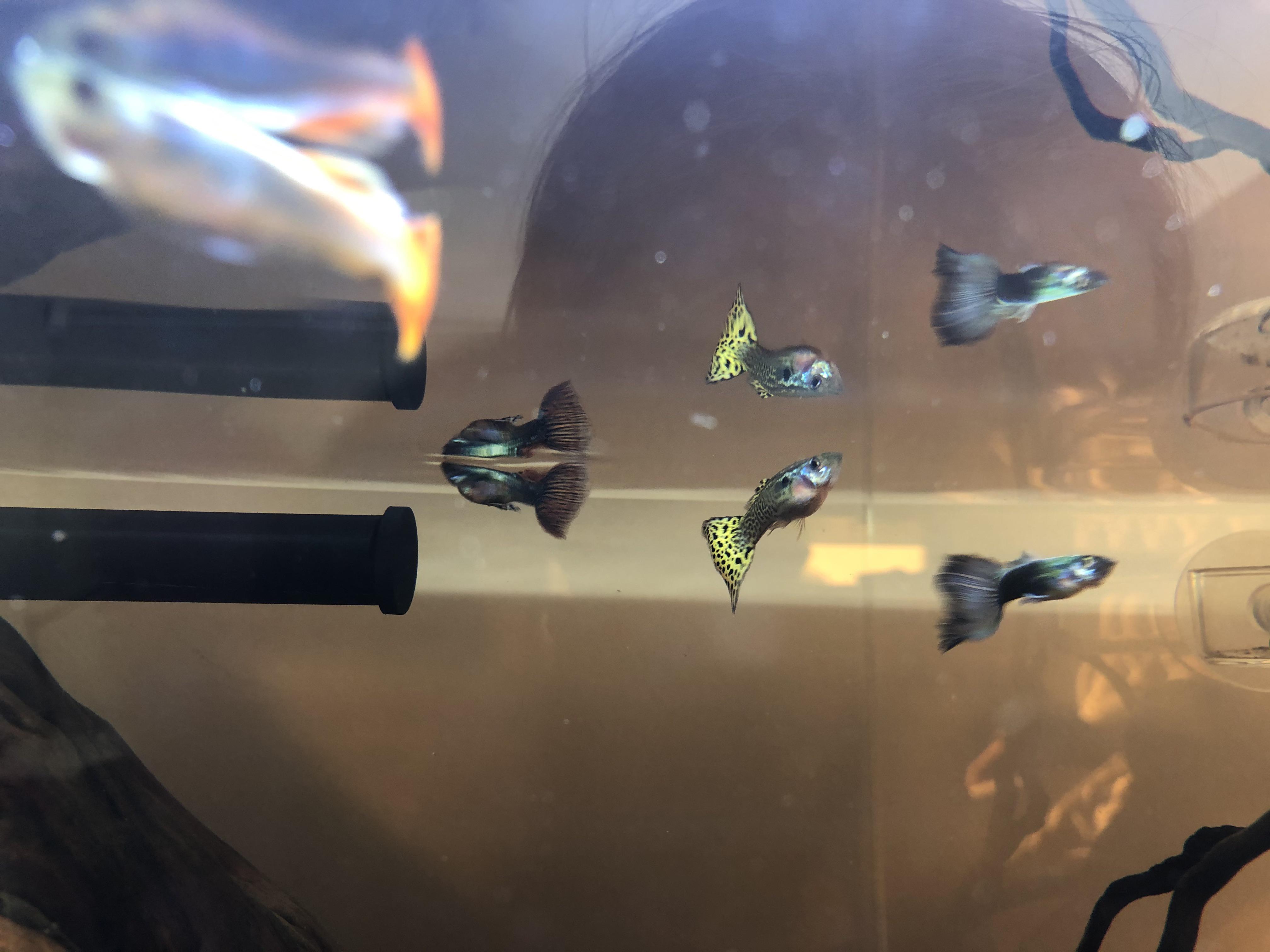 Help! Guppies. Eat. Everything. Info in comment | Scrolller