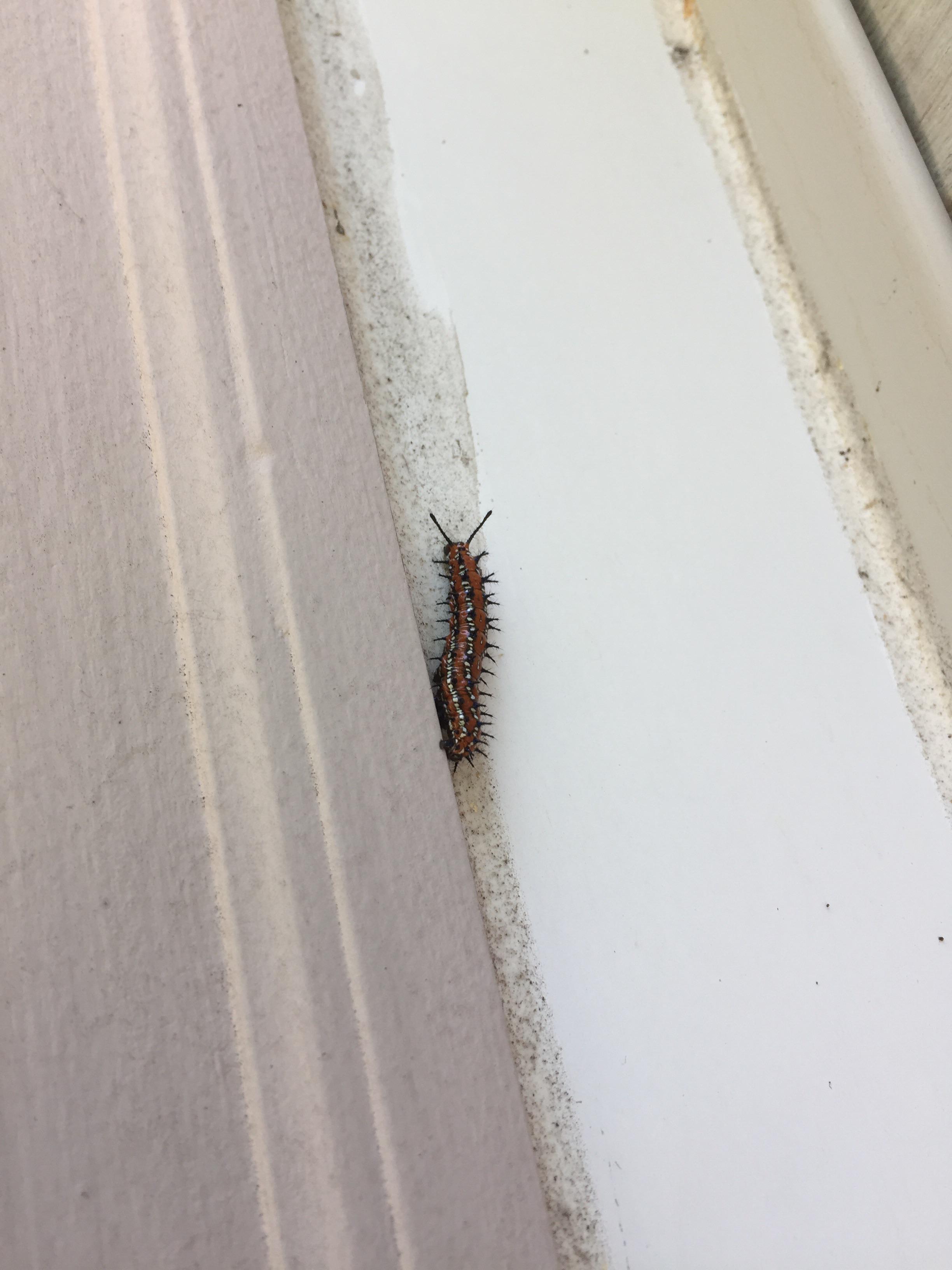 Help ID? | Scrolller