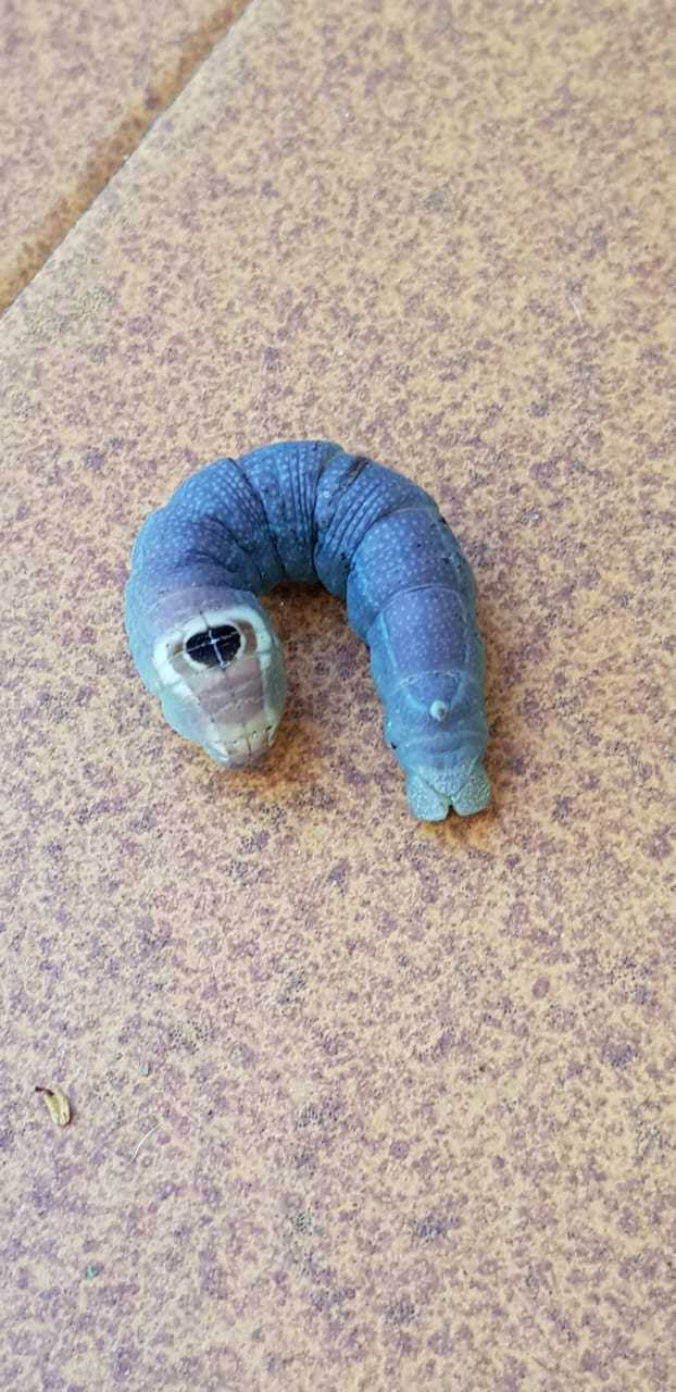 Help ID? | Scrolller