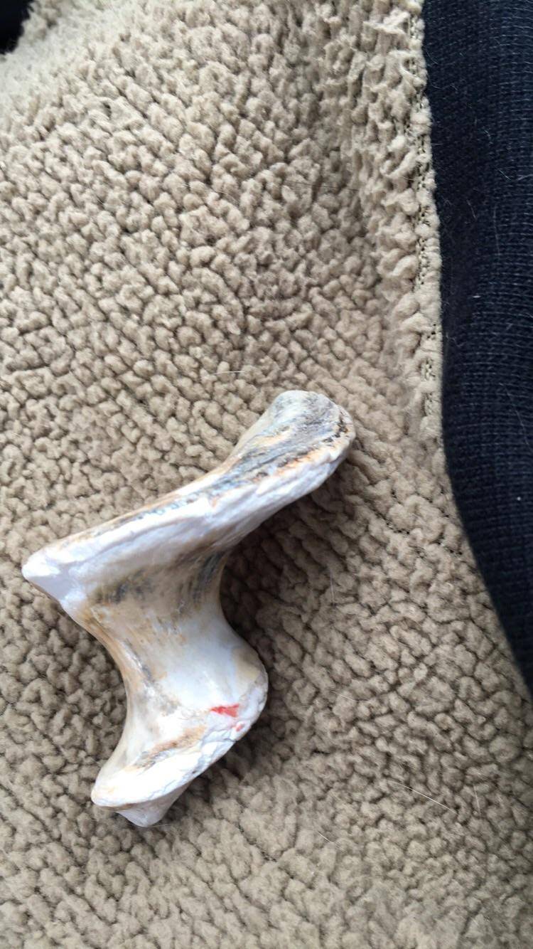 Help identify this shell that’s shaped like a spiral/drill. | Scrolller