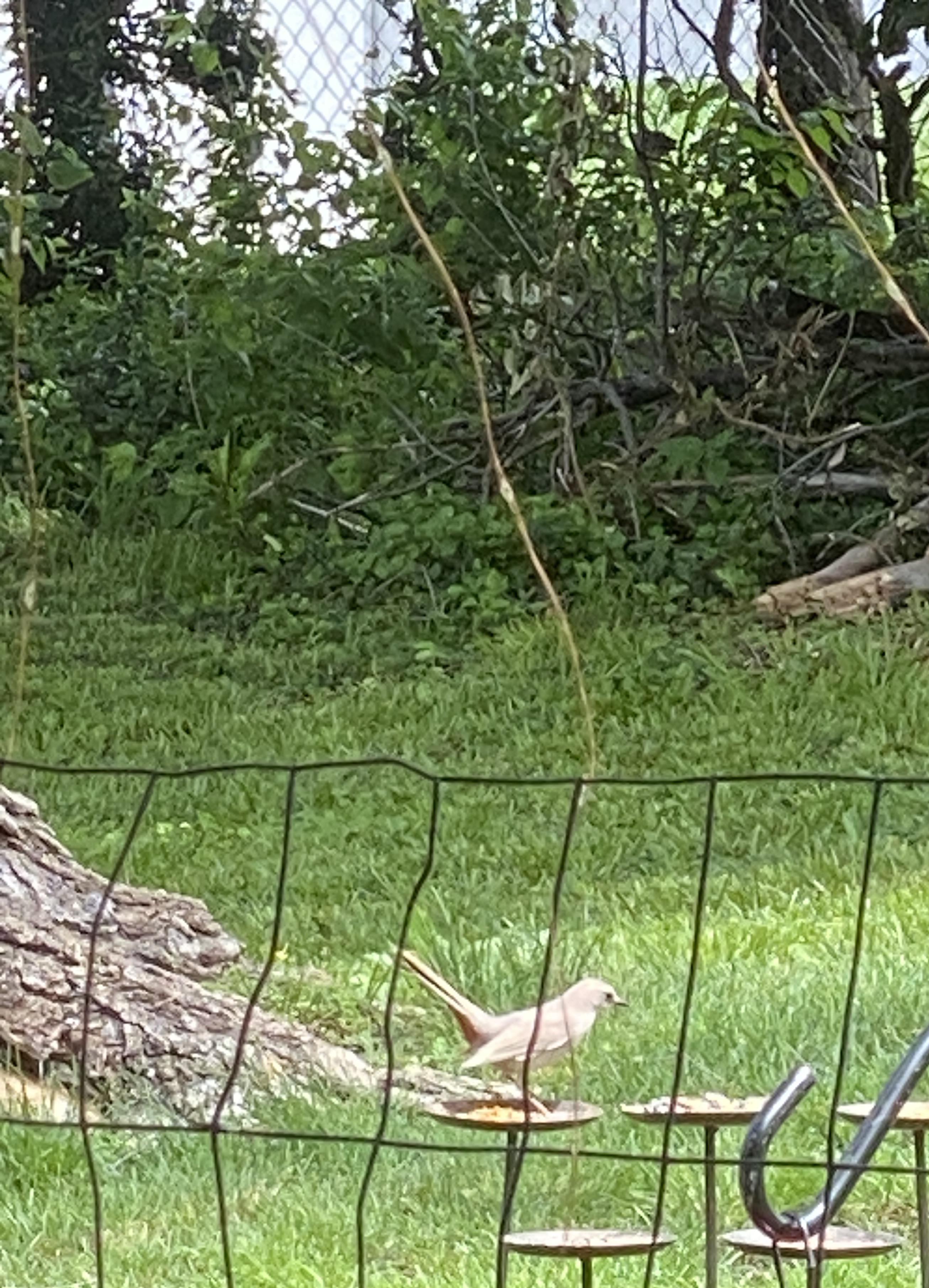 Help identify this spy bird | Scrolller