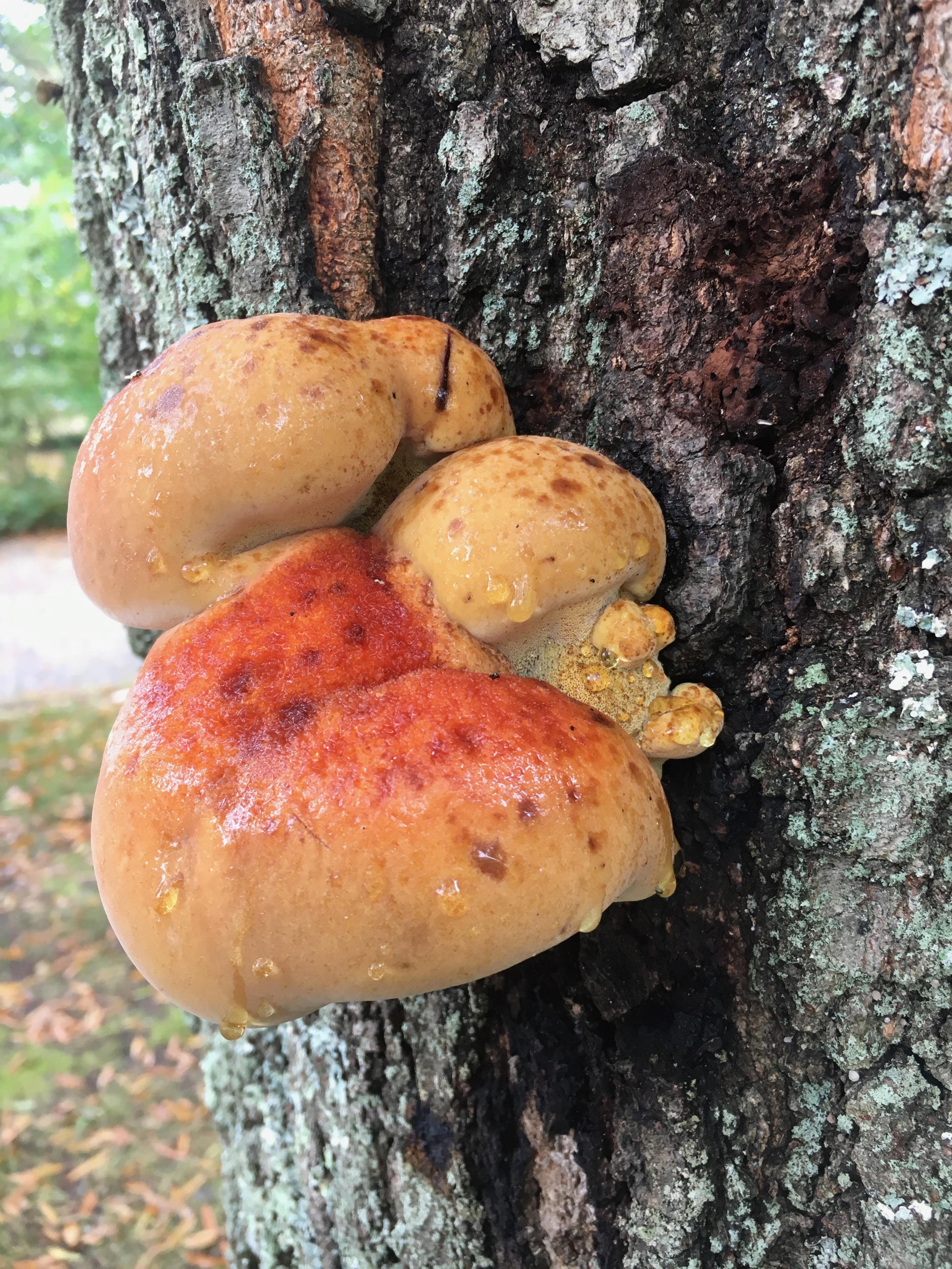 Help identifying arboreal mushroom. | Scrolller