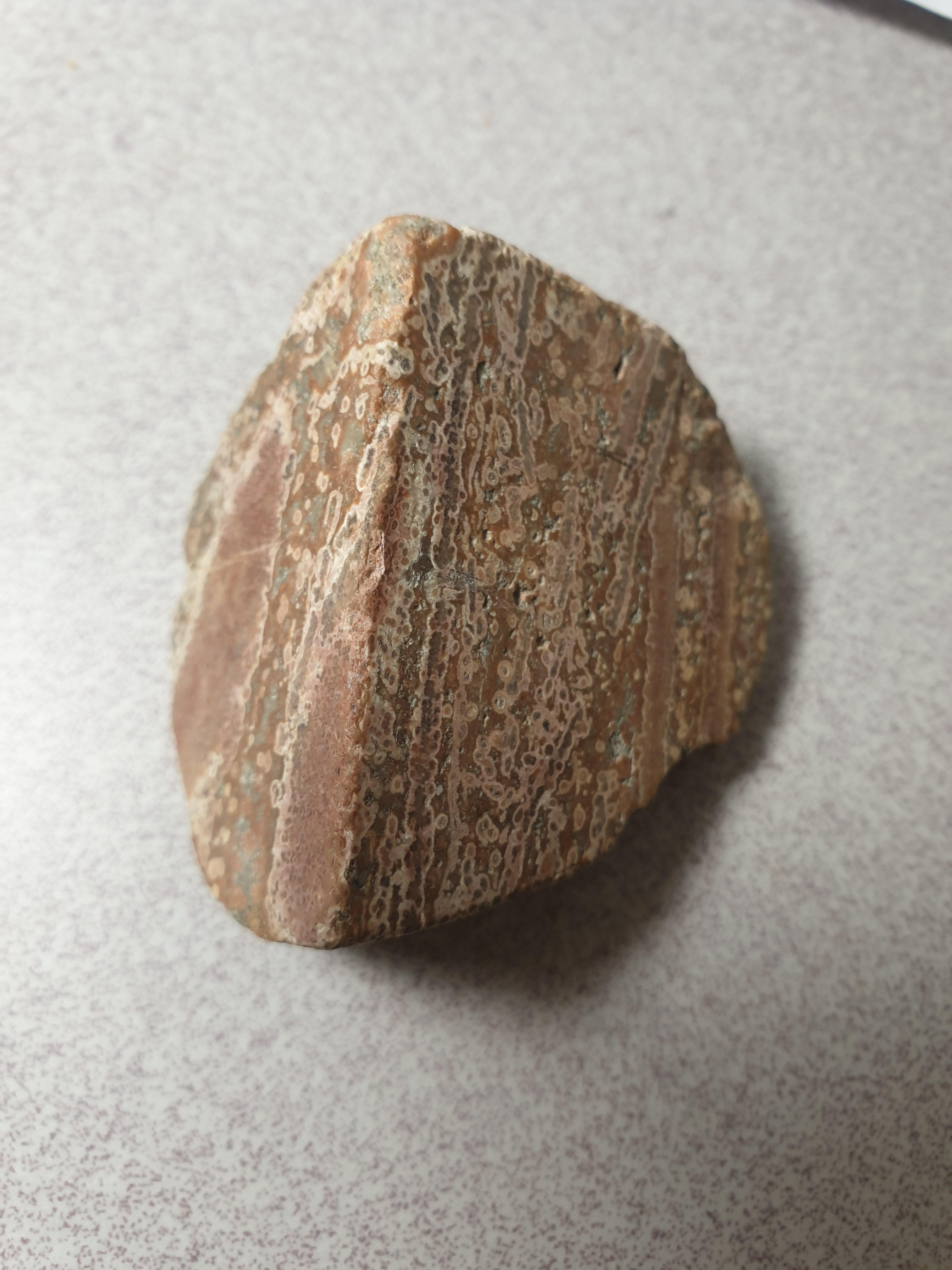 Help identifying this!! BC, Canada | Scrolller