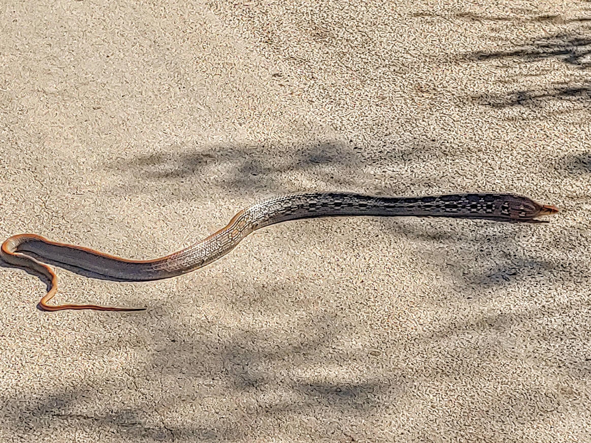 Help me identify this snake please. Seen northern Thailand. | Scrolller