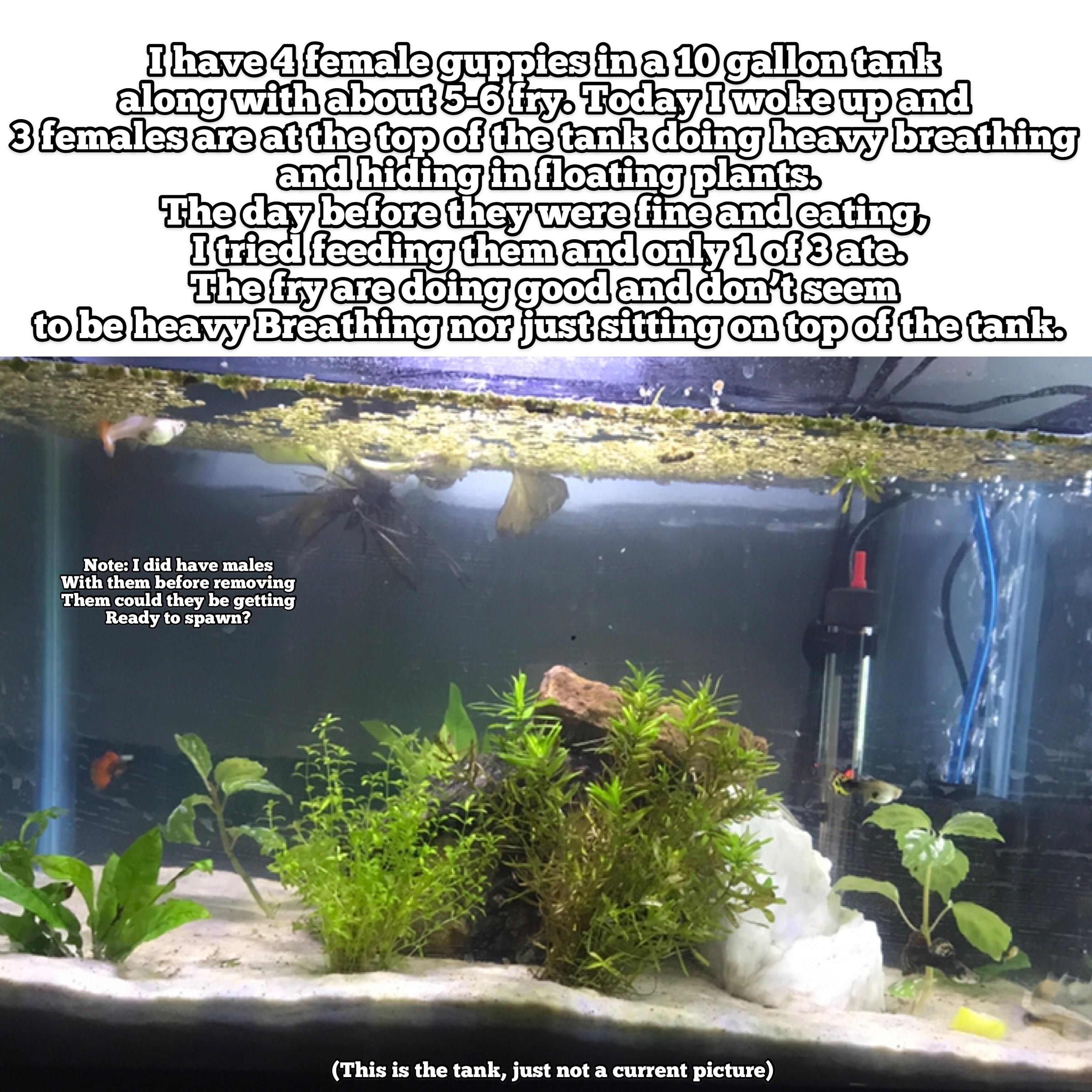 Help Please! | Scrolller