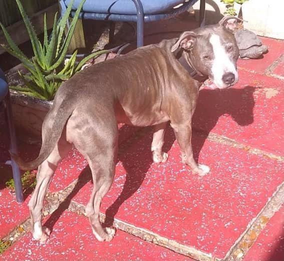 Help to Identify the breed. | Scrolller