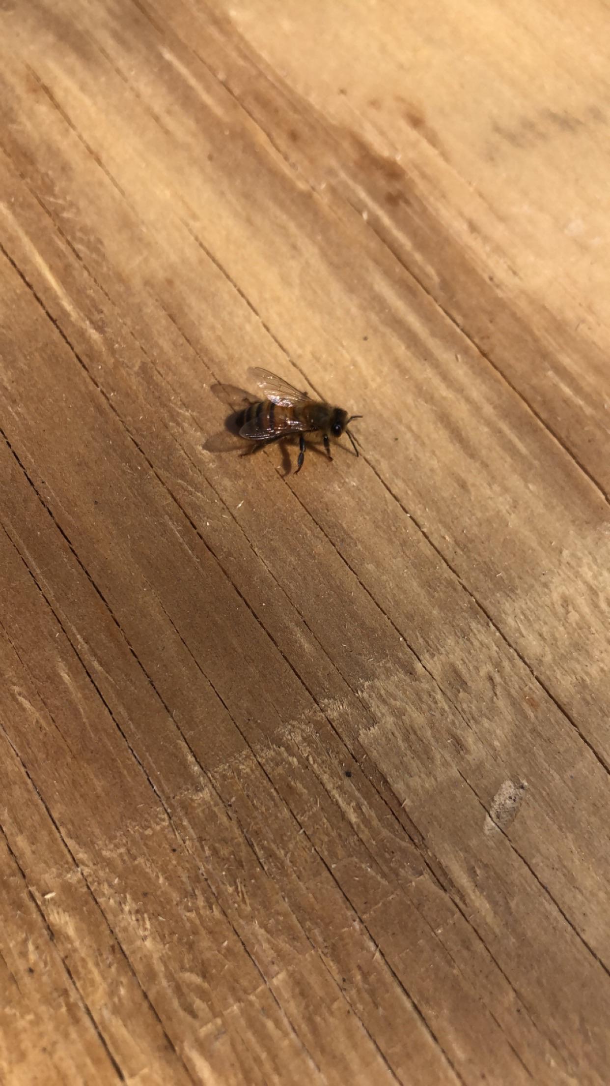 Help with Identification of this bee? Central IL resident | Scrolller