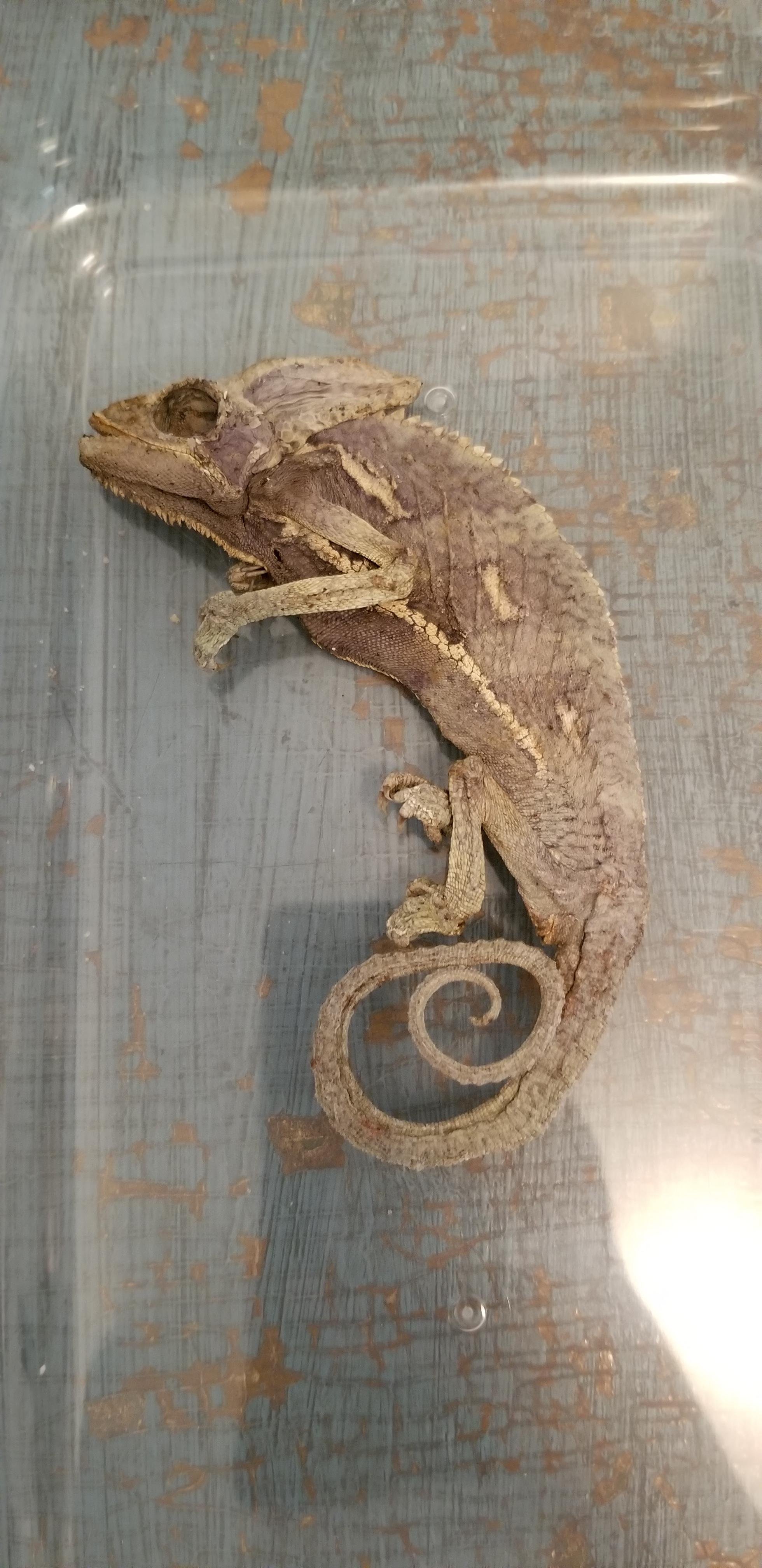Help with mummified chameleon! | Scrolller