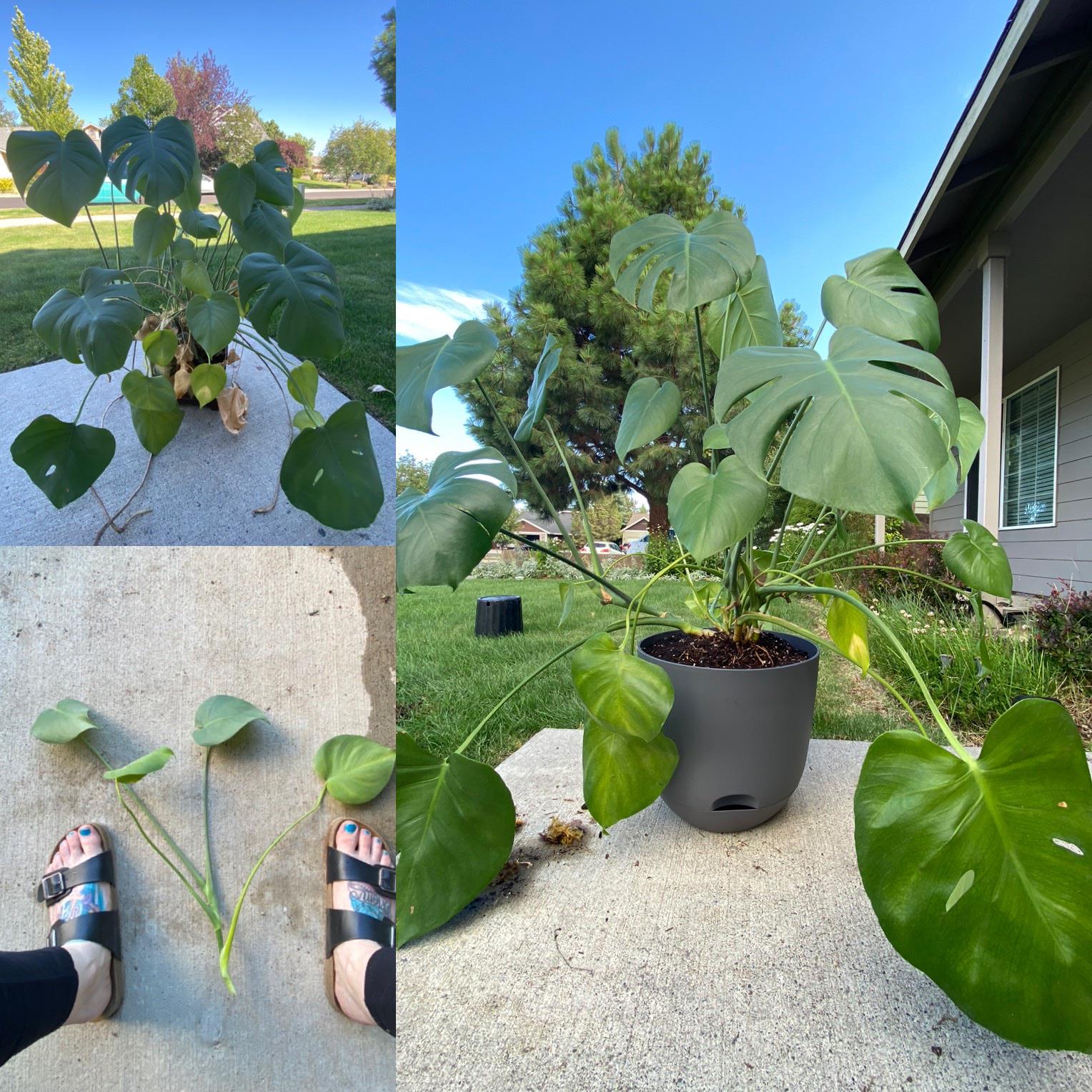 Helped my mother repot this rootbound monstrosity today. I was given a trimming as reward! My ...