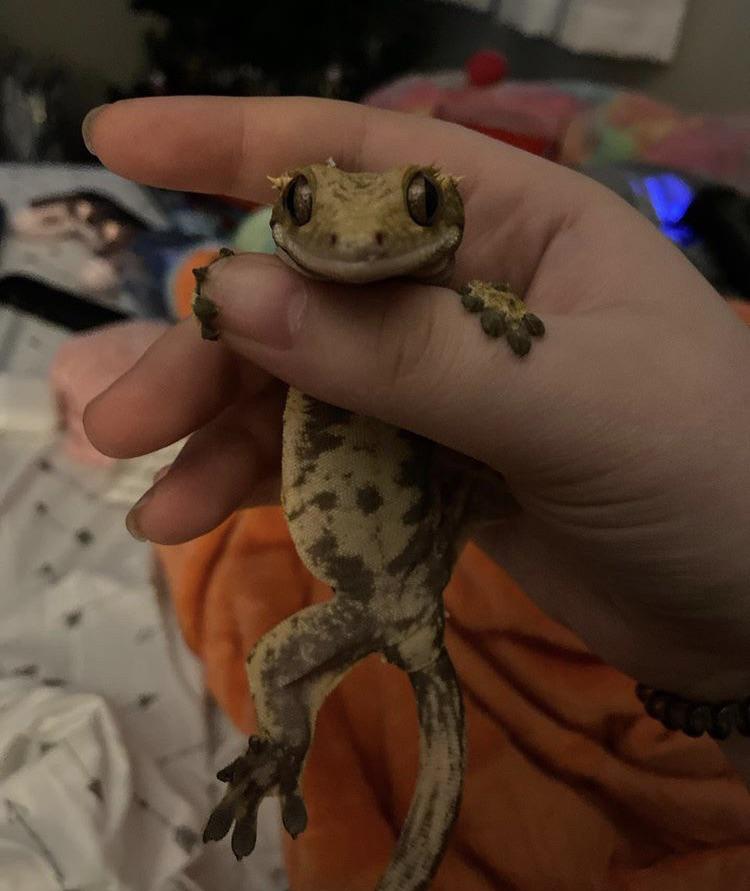 hemlo this is handsome boy randall | Scrolller