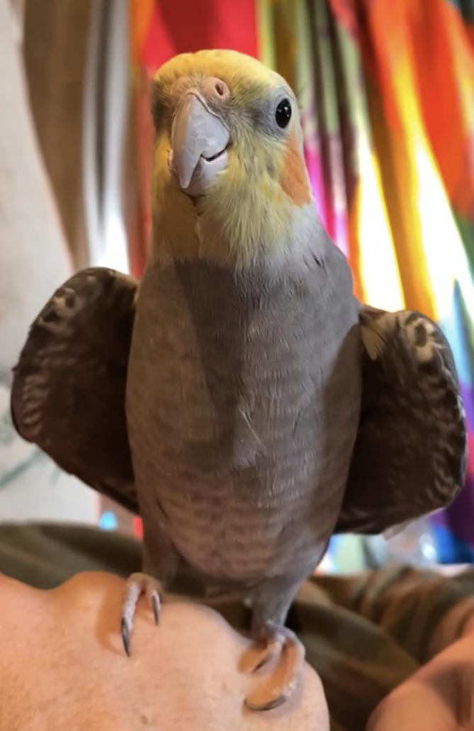 henlo friends | Scrolller